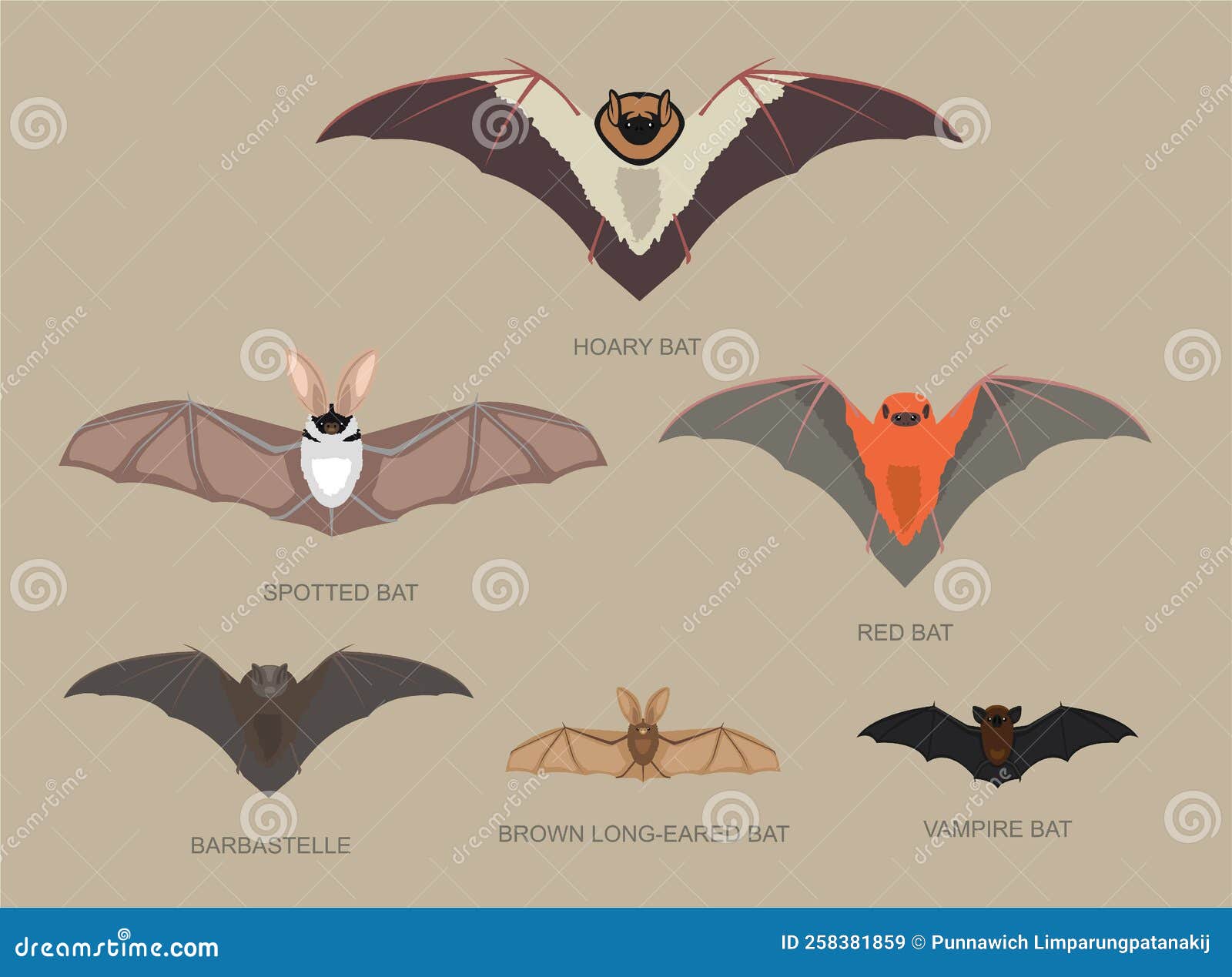 Bat Species Sizes Comparison Cartoon Vector Illustration Stock Vector ...