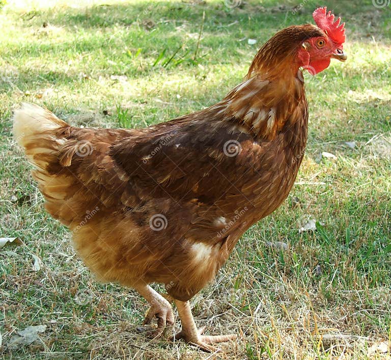 Animal - chicken stock image. Image of bird, crunch, chicken - 197453