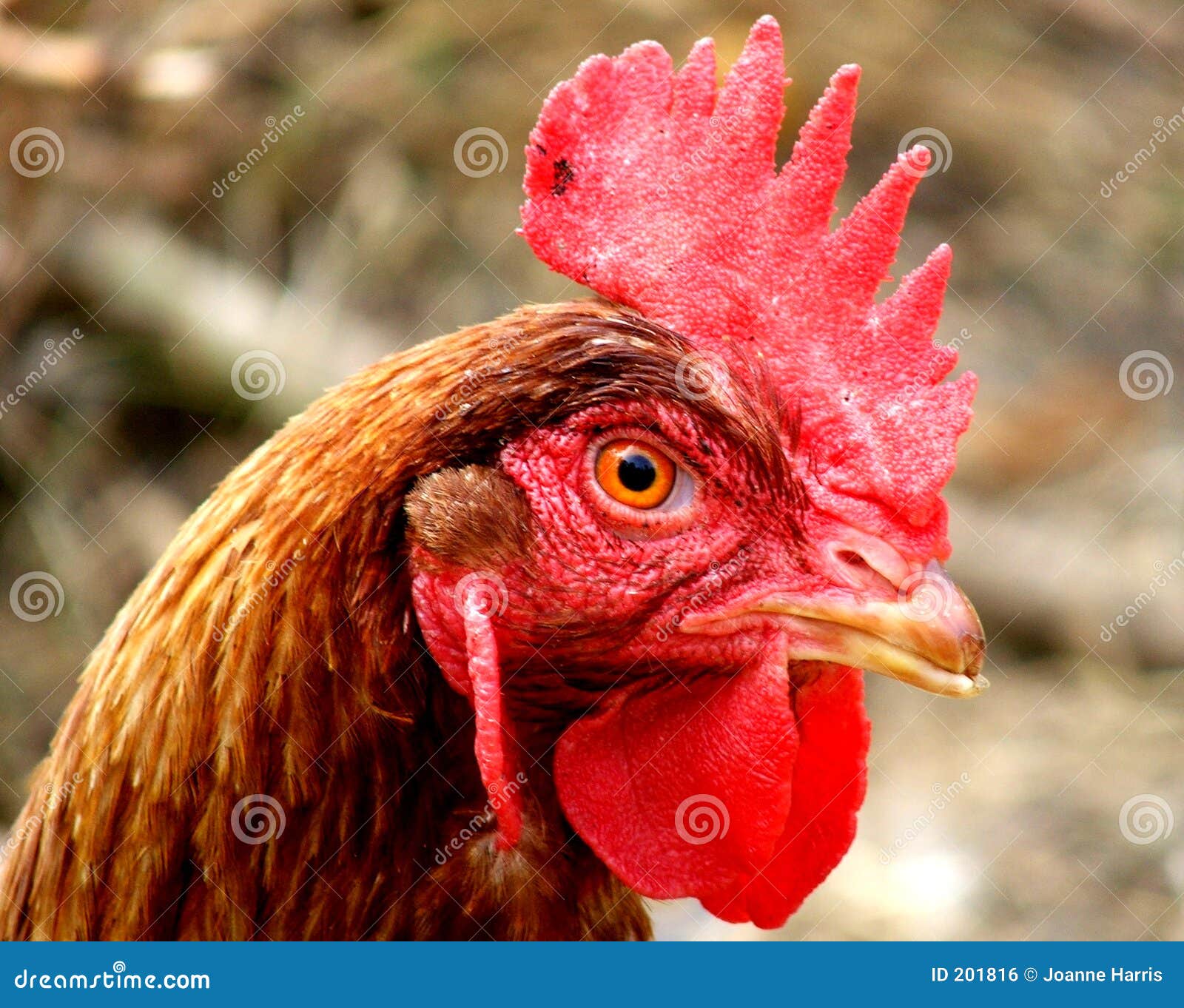 Animal - Chicken Royalty Free Stock Image - Image: 201816