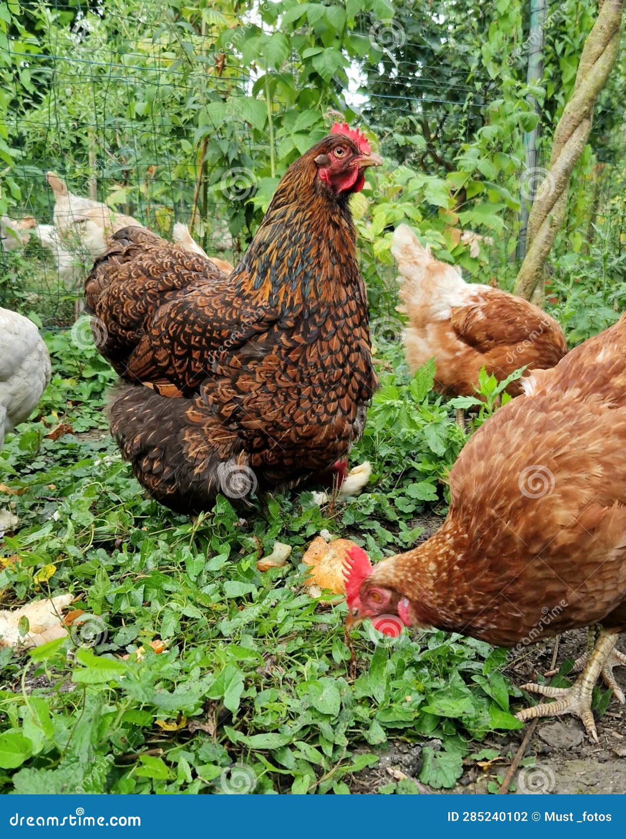 Animal Chicken Garden Flower Stock Photo - Image of chicken, flower ...