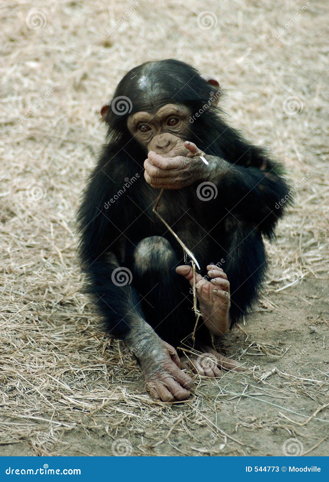 Animal - Chimpanzee (pan Troglodyte) Stock Image - Image of straw ...