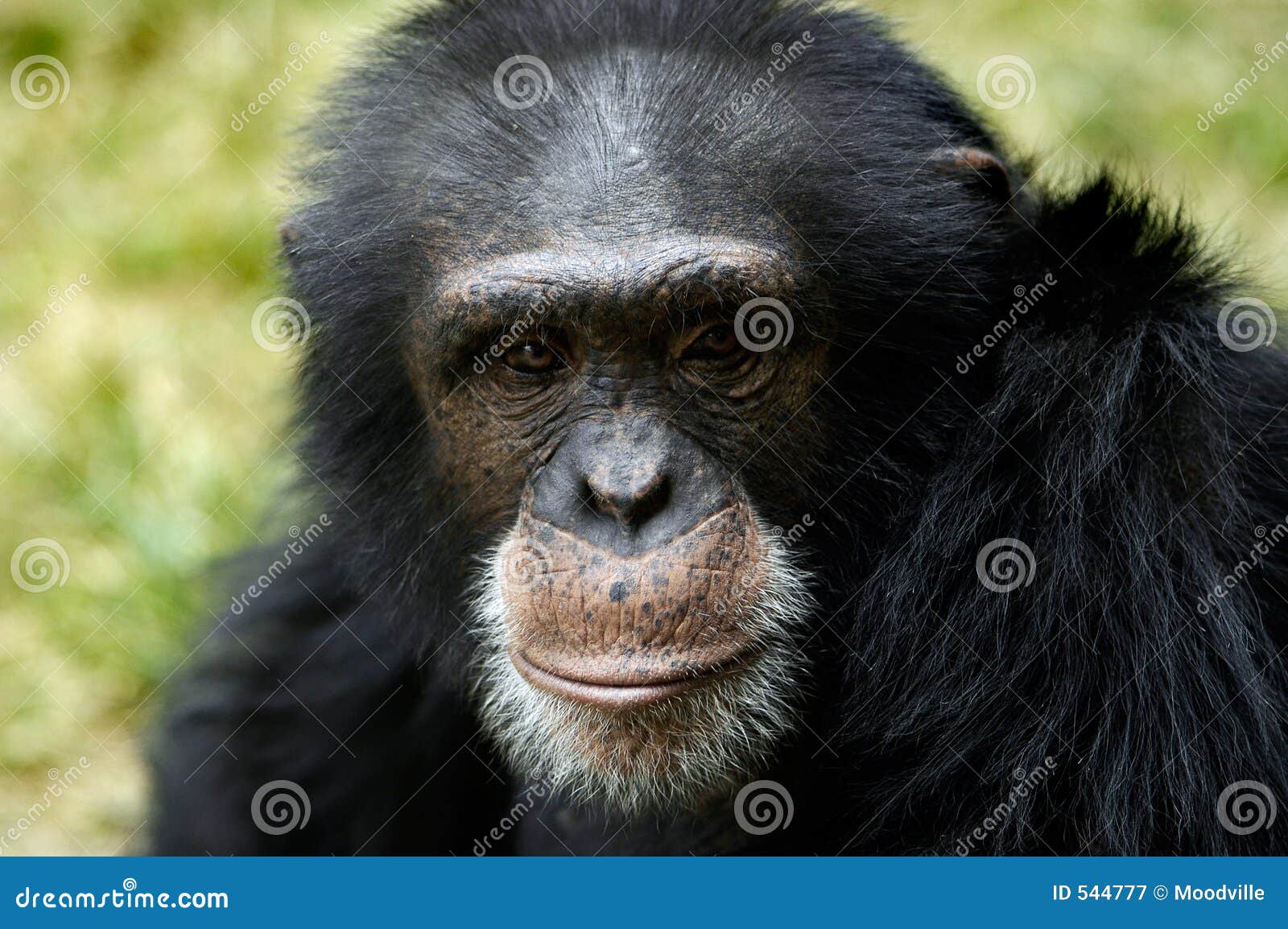 Animal - Chimpanzee (Pan Troglodyte) Stock Image - Image of troglodyte ...