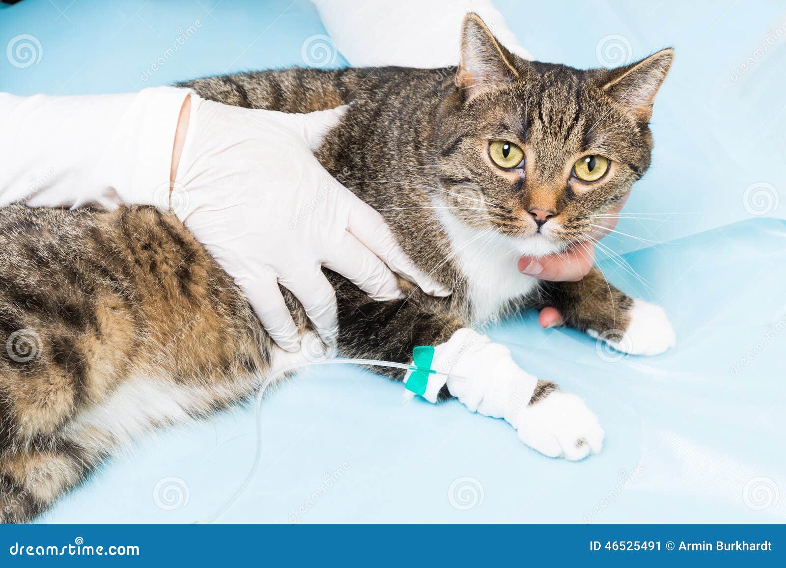 Animal Clinic - Cat Becomes a Infusion Stock Image - Image of calm ...
