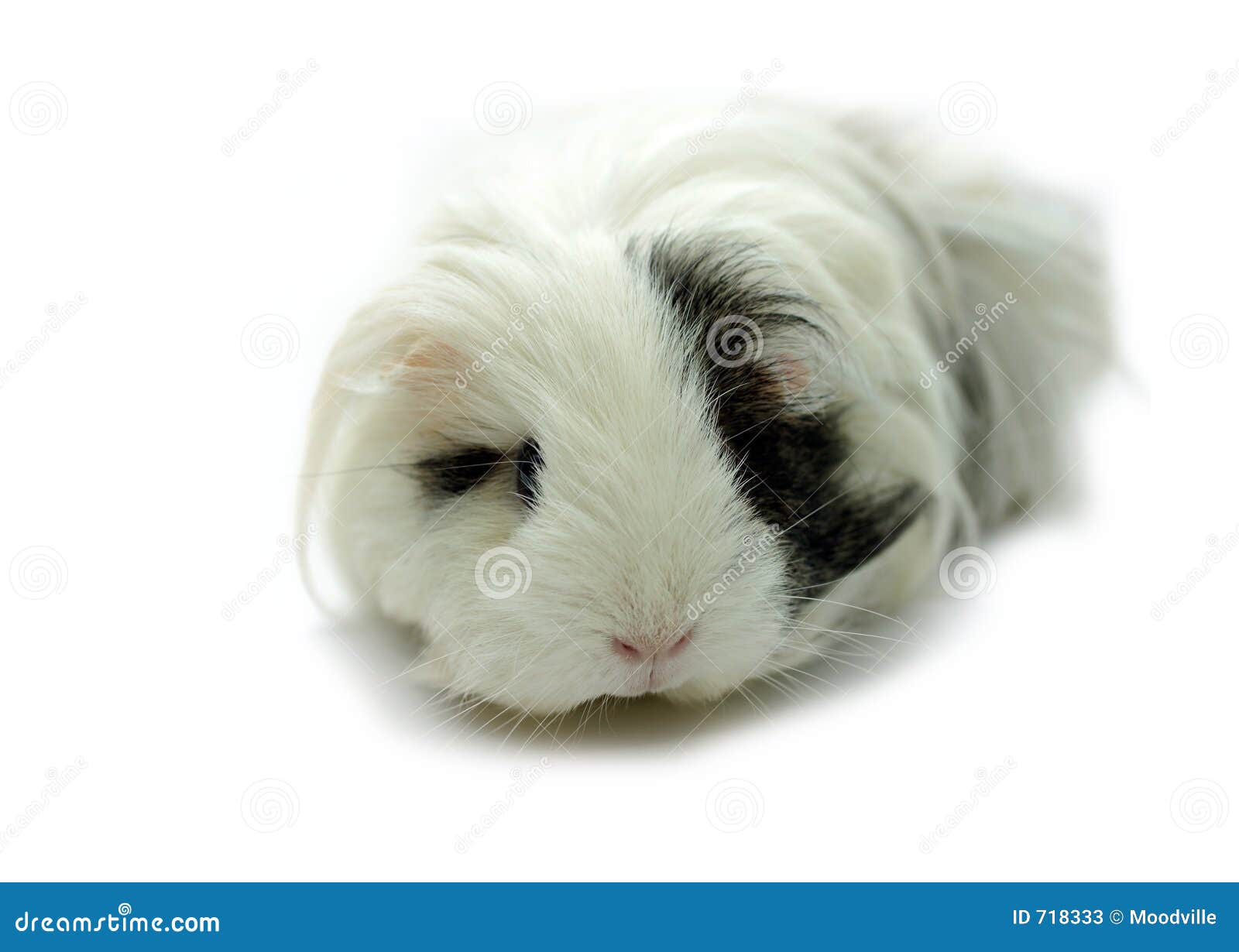 Animal - Cobaye (porcellus De Cavia) Image stock - Image du porc ...