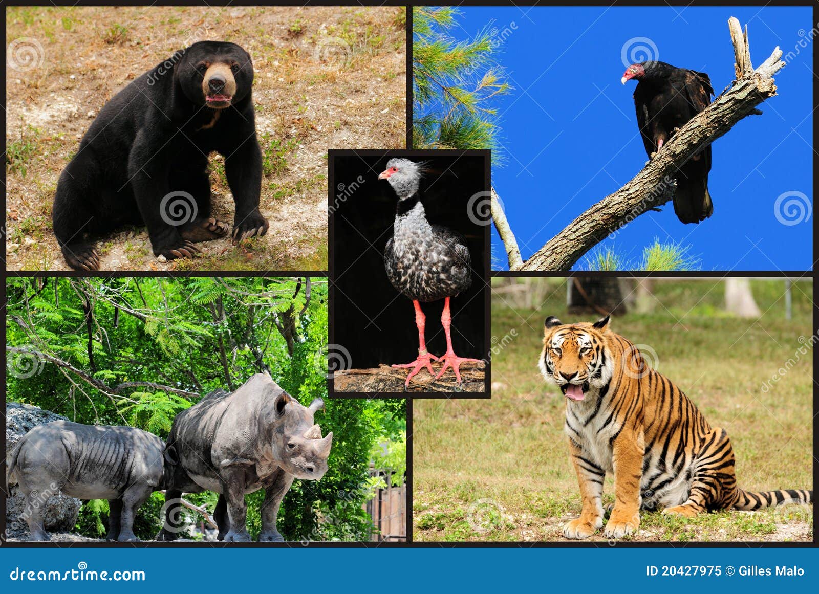 Animal Collage Wallpapers