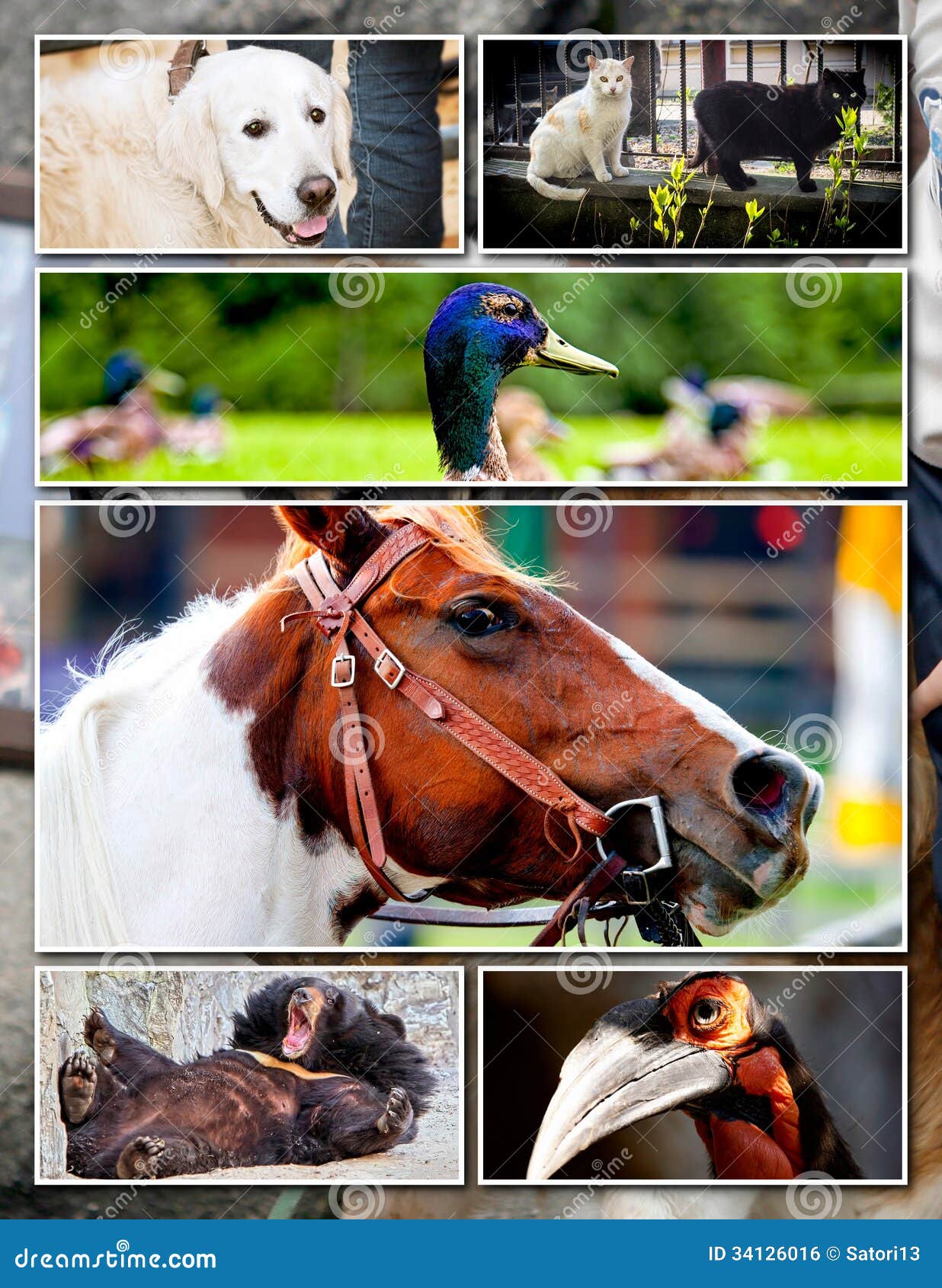Animal collage stock photo. Image of postcard, farm, mammal - 34126016