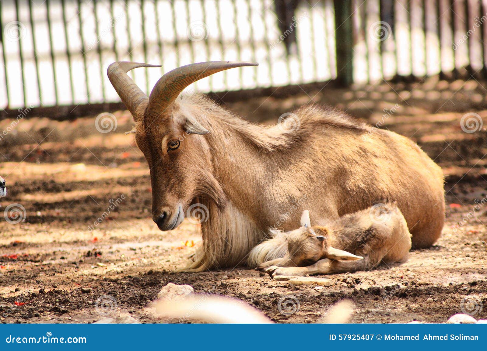 Animal con los cuernos imagen de archivo. Imagen de pelo - 57925407
