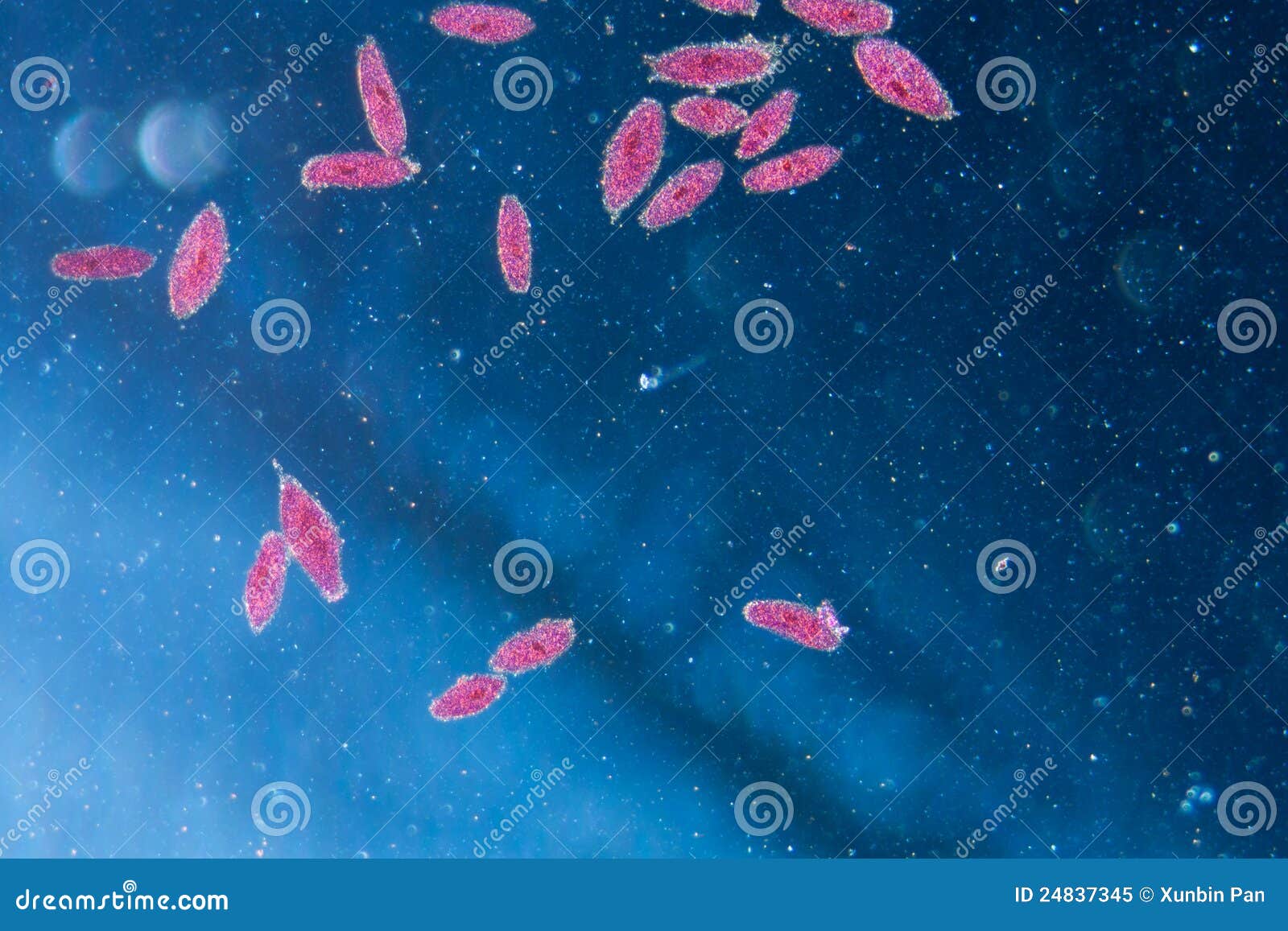 Bacterial Conjugation Microscope