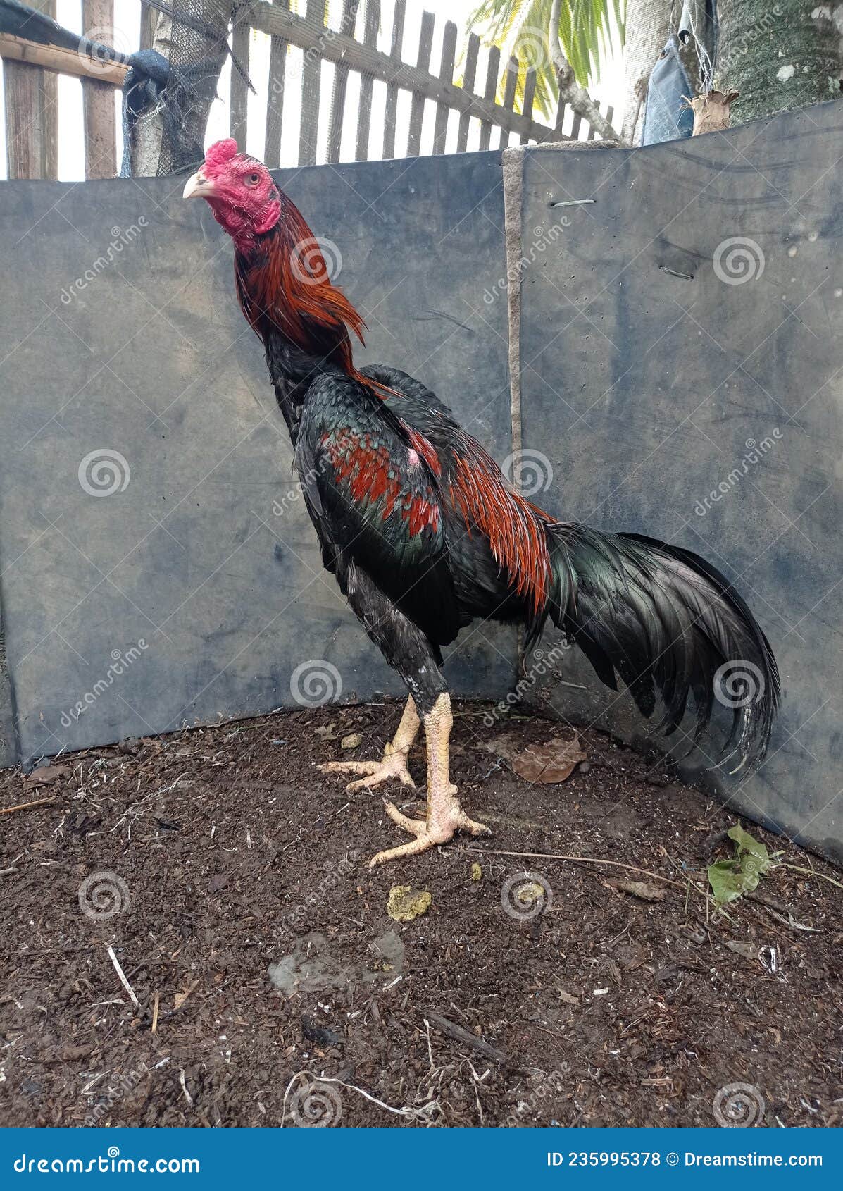 Animal, fighter stock photo. Image of bangkok, coock - 235995378