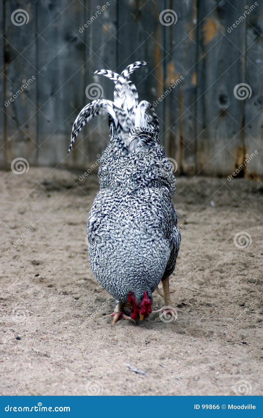 Animal : Coq photo stock. Image du coqs, volaille, verticale - 99866