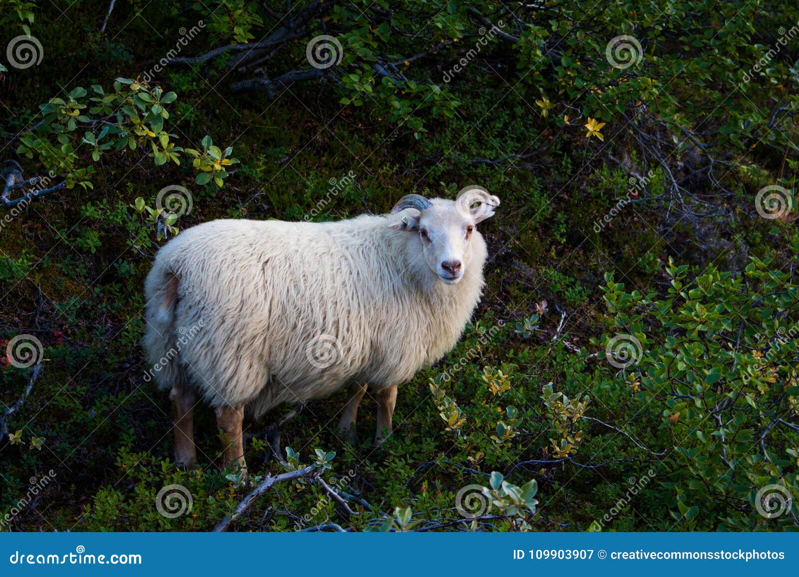 Animal, Countryside, Cute Picture. Image: 109903907