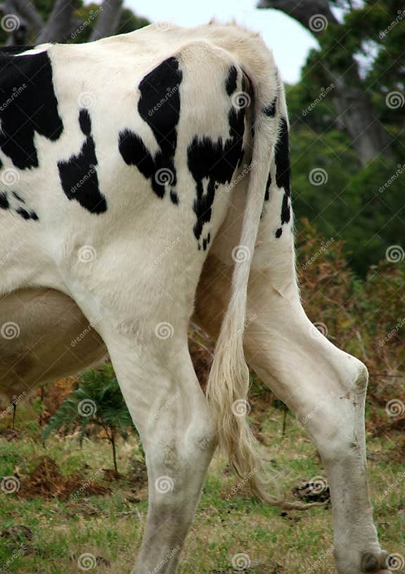Animal - cow stock photo. Image of beef, grass, spot, ranch - 186962