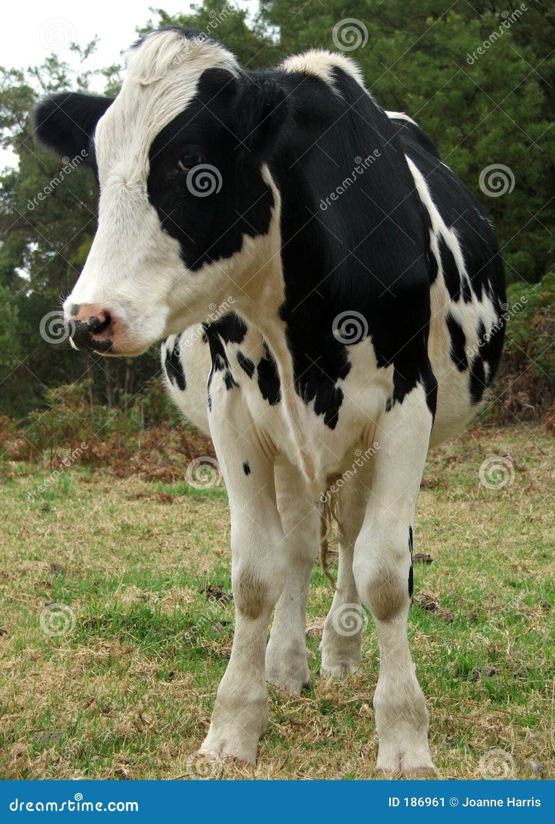 Animal - cow front stock image. Image of bovine, field - 186961