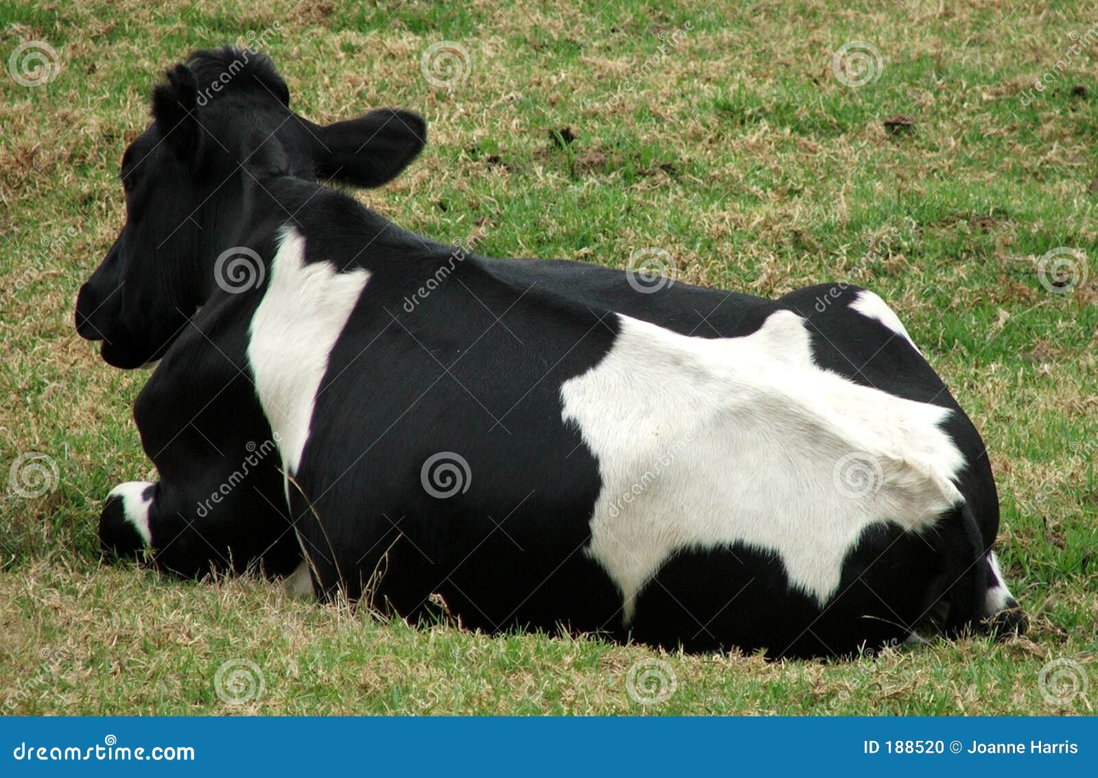 Animal - cow lying stock photo. Image of livestock, animal - 188520