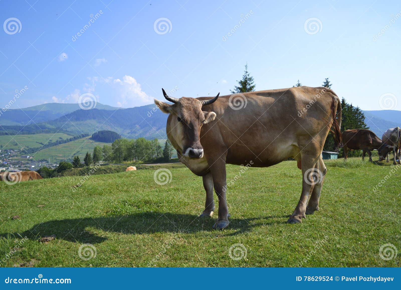 Animal Cow Nature View Mount Stock Photo - Image of mount, animal: 78629524