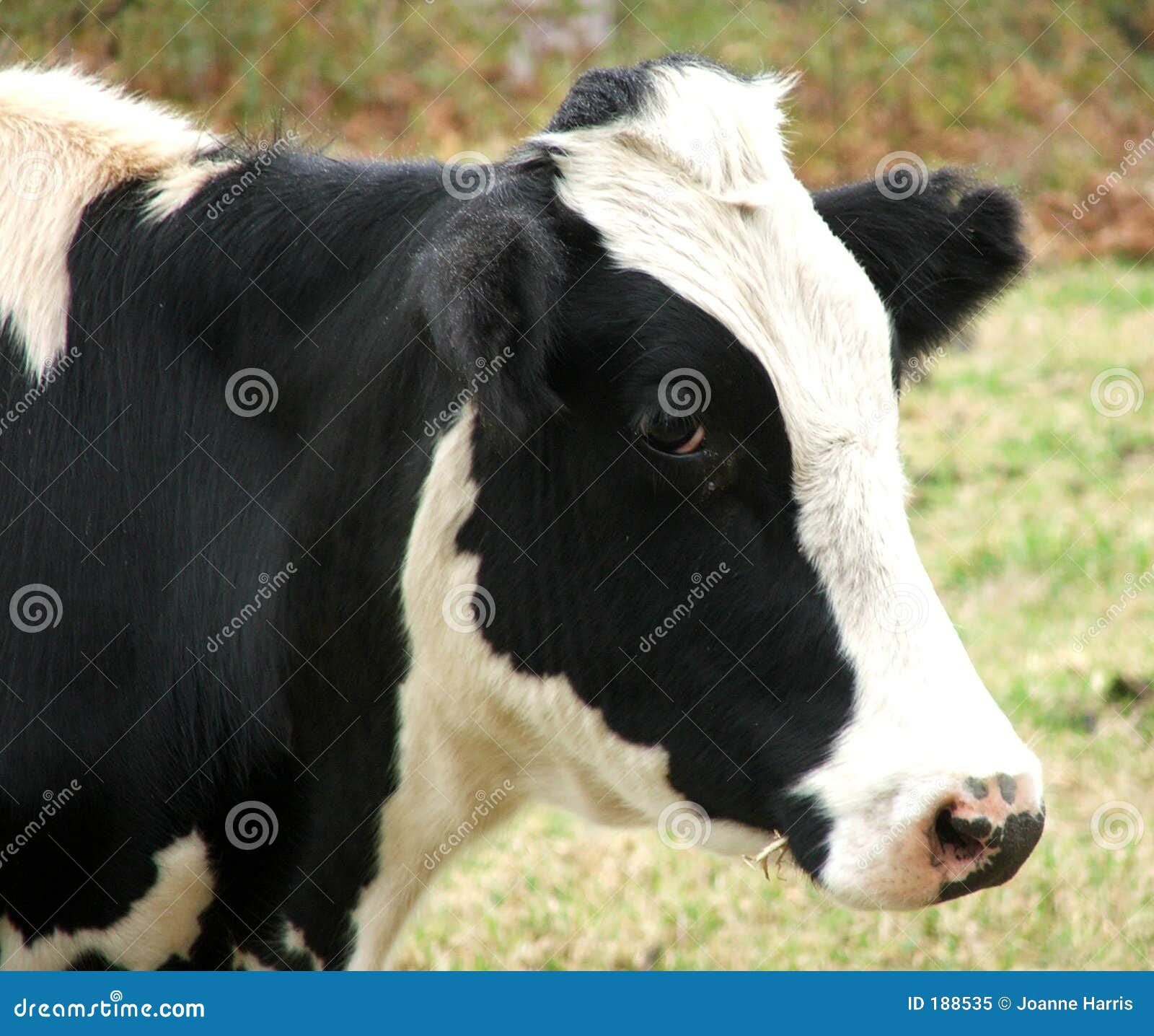 Animal - cow side on stock image. Image of livestock, mammal - 188535