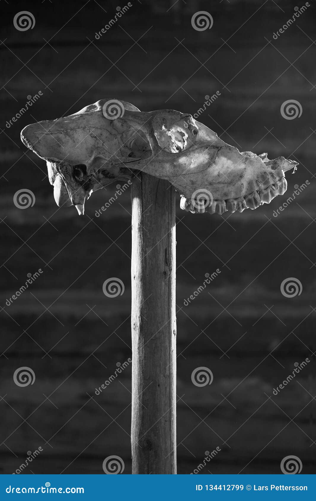 Animal cranium stock image. Image of animal, deer, ddskalle - 134412799