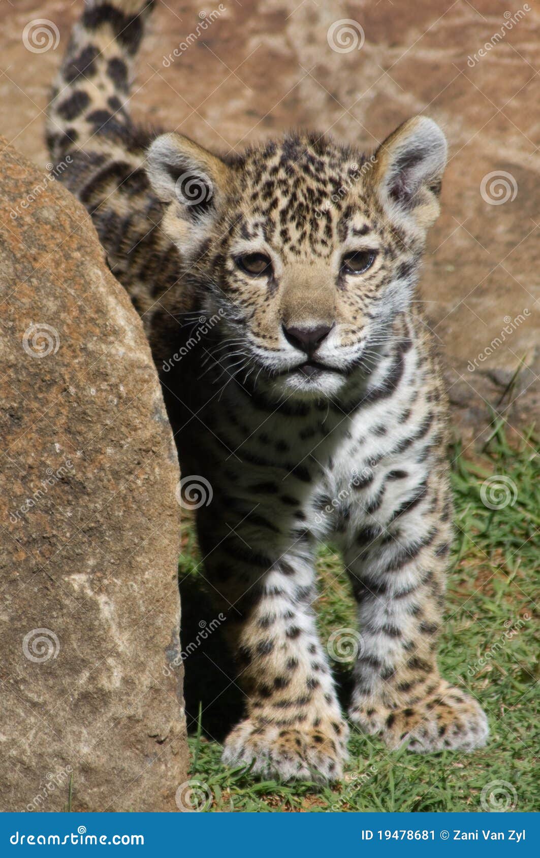 Animal Curieux De Jaguar Photos Stock - Téléchargez 10 Photos libres de ...