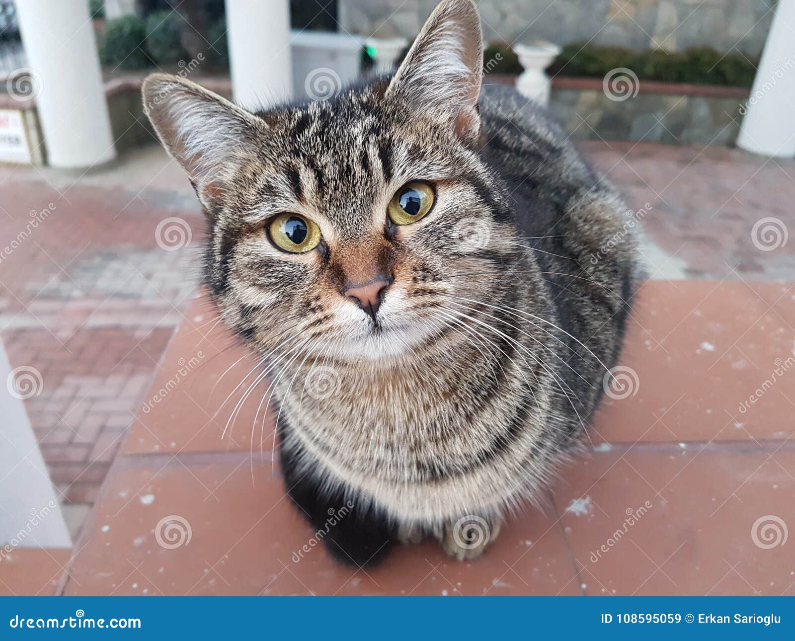 Animal stock image. Image of flesh, animal, kedi, cute - 108595059