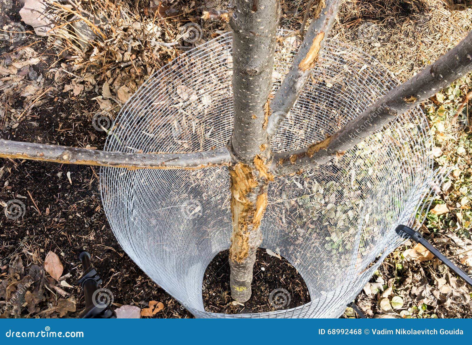 Animal Damaged Tree Bark and Metal Mesh Guard Stock Photo - Image of ...