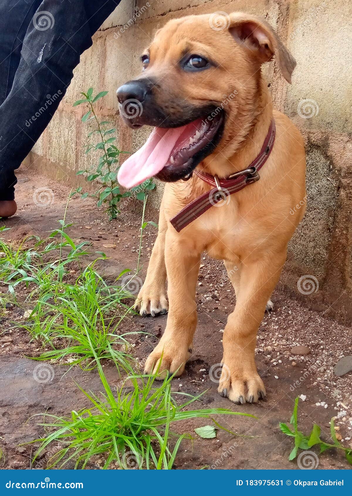 Animal de cachorro boerbok imagen de archivo. Imagen de animal - 183975631