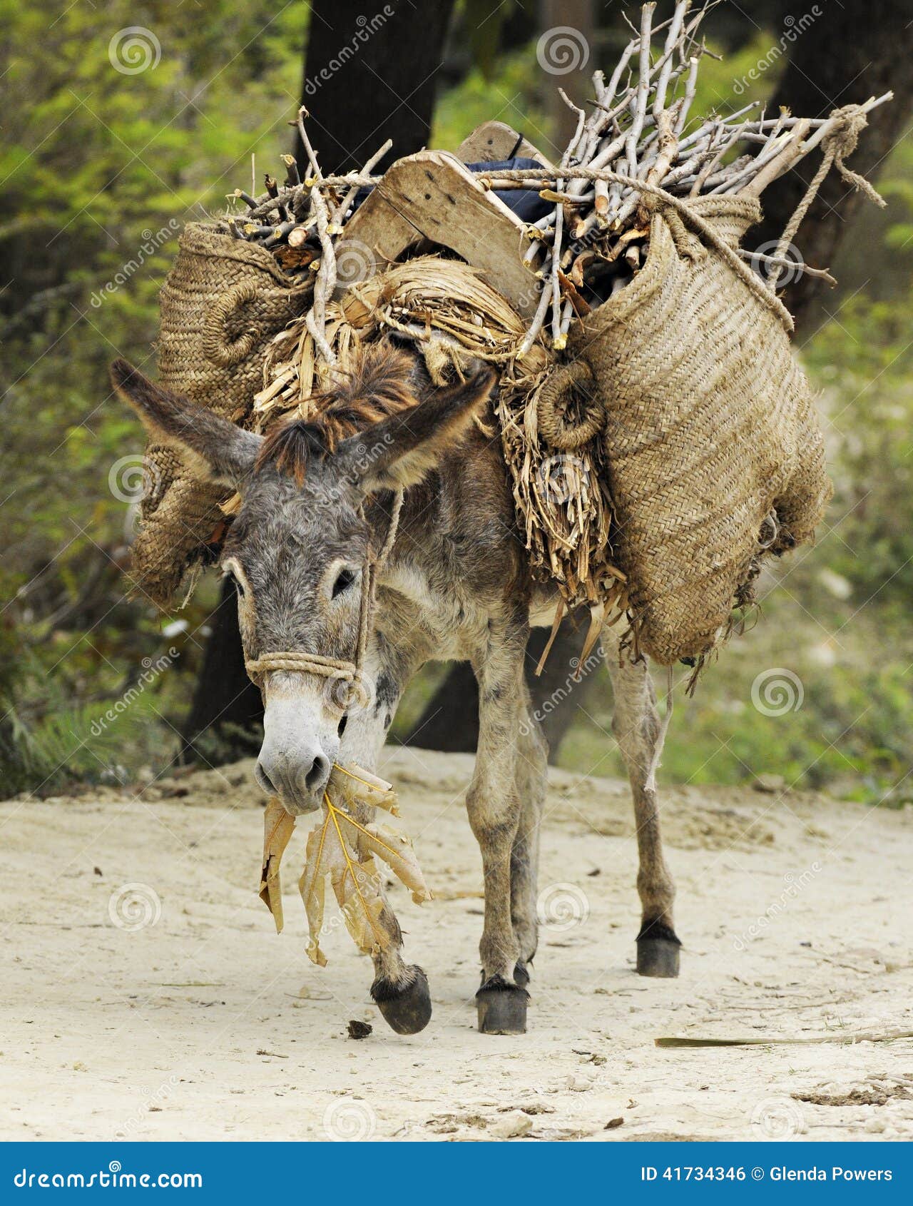 Animal de carga foto de stock. Imagem de corda, comer - 41734346