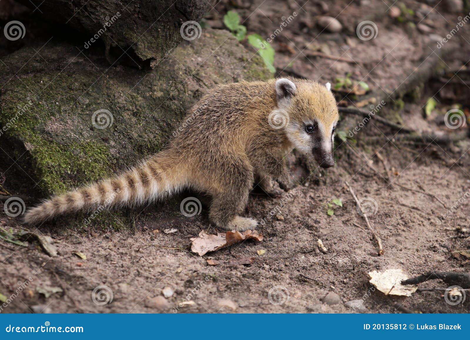 Animal de Coati photo stock. Image du ragondin, nature - 20135812