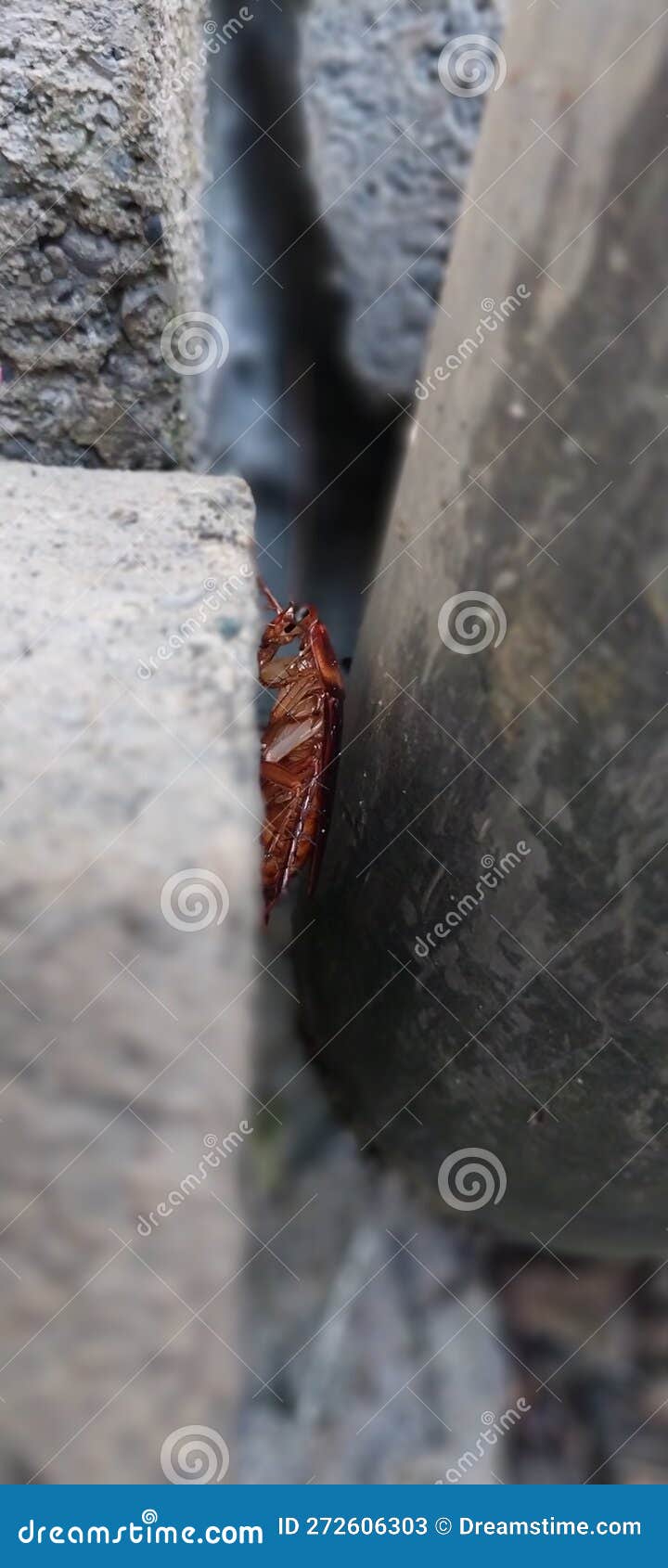 Animal De Insectos Cucaracha De Java Central Indonesia Imagen de ...