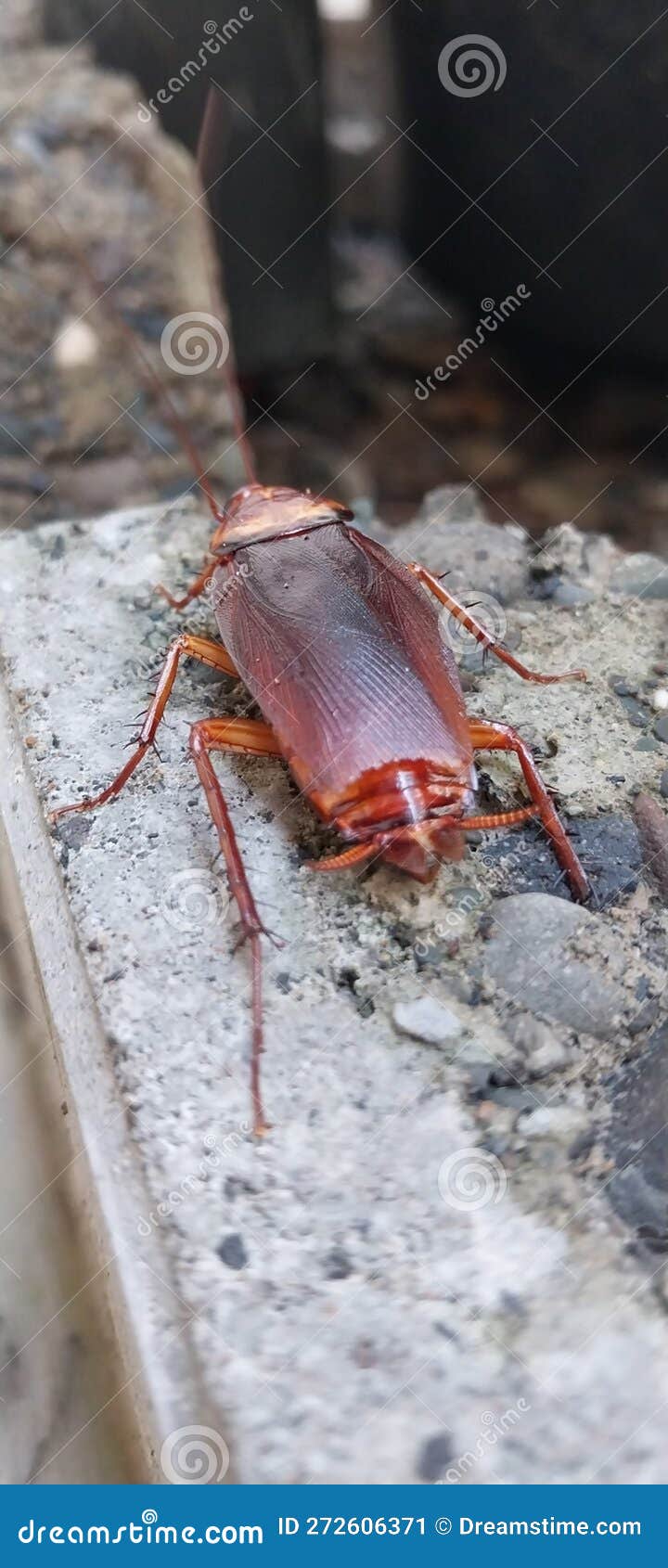 Animal De Insectos Cucaracha De Java Central Indonesia Imagen de ...