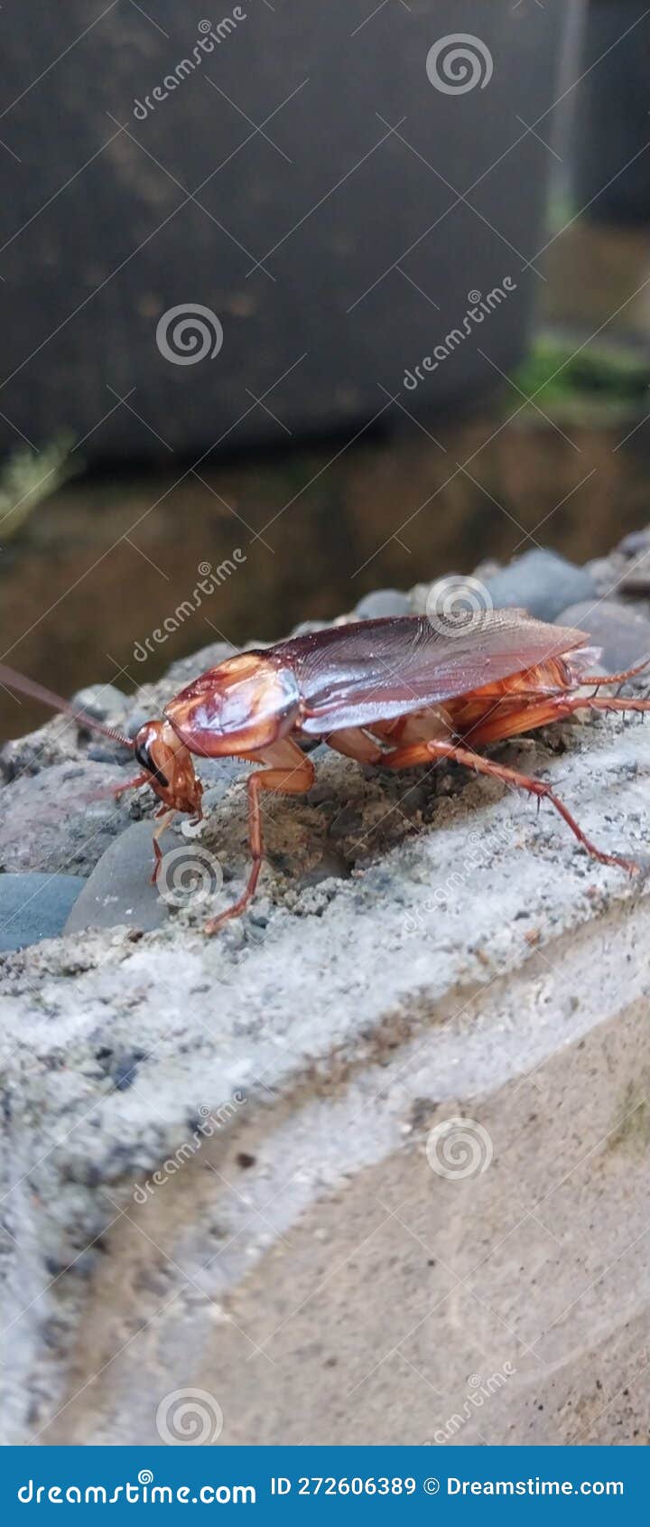 Animal De Insectos Cucaracha De Java Central Indonesia Imagen de ...