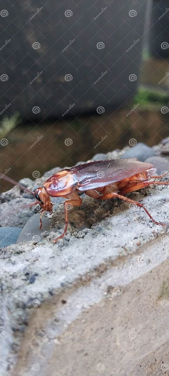 Animal De Insectos Cucaracha De Java Central Indonesia Imagen de ...