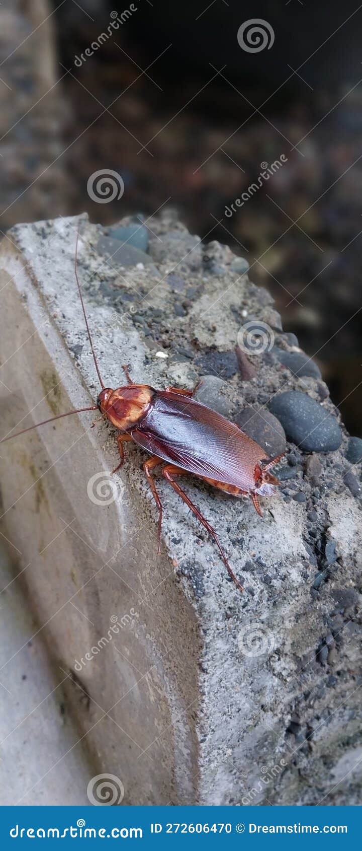 Animal De Insectos Cucaracha De Java Central Indonesia Foto de archivo ...