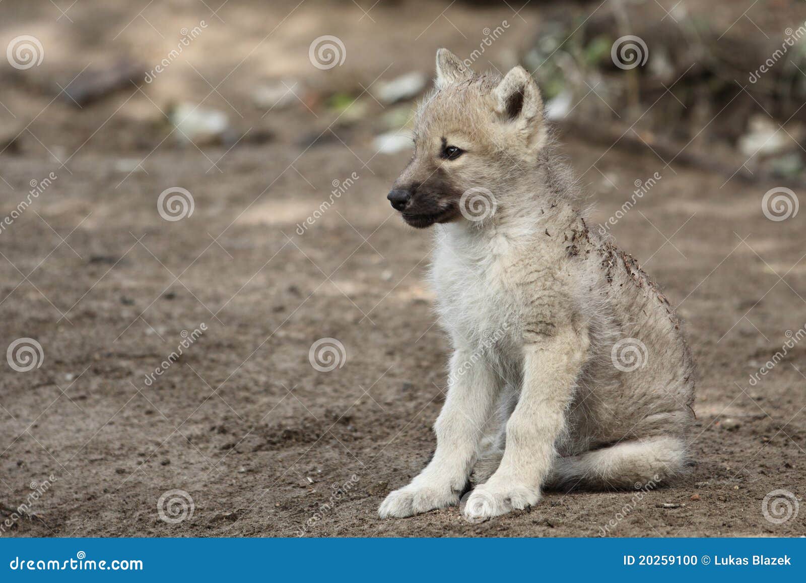 Animal de loup blanc photo stock. Image du loup, nature - 20259100
