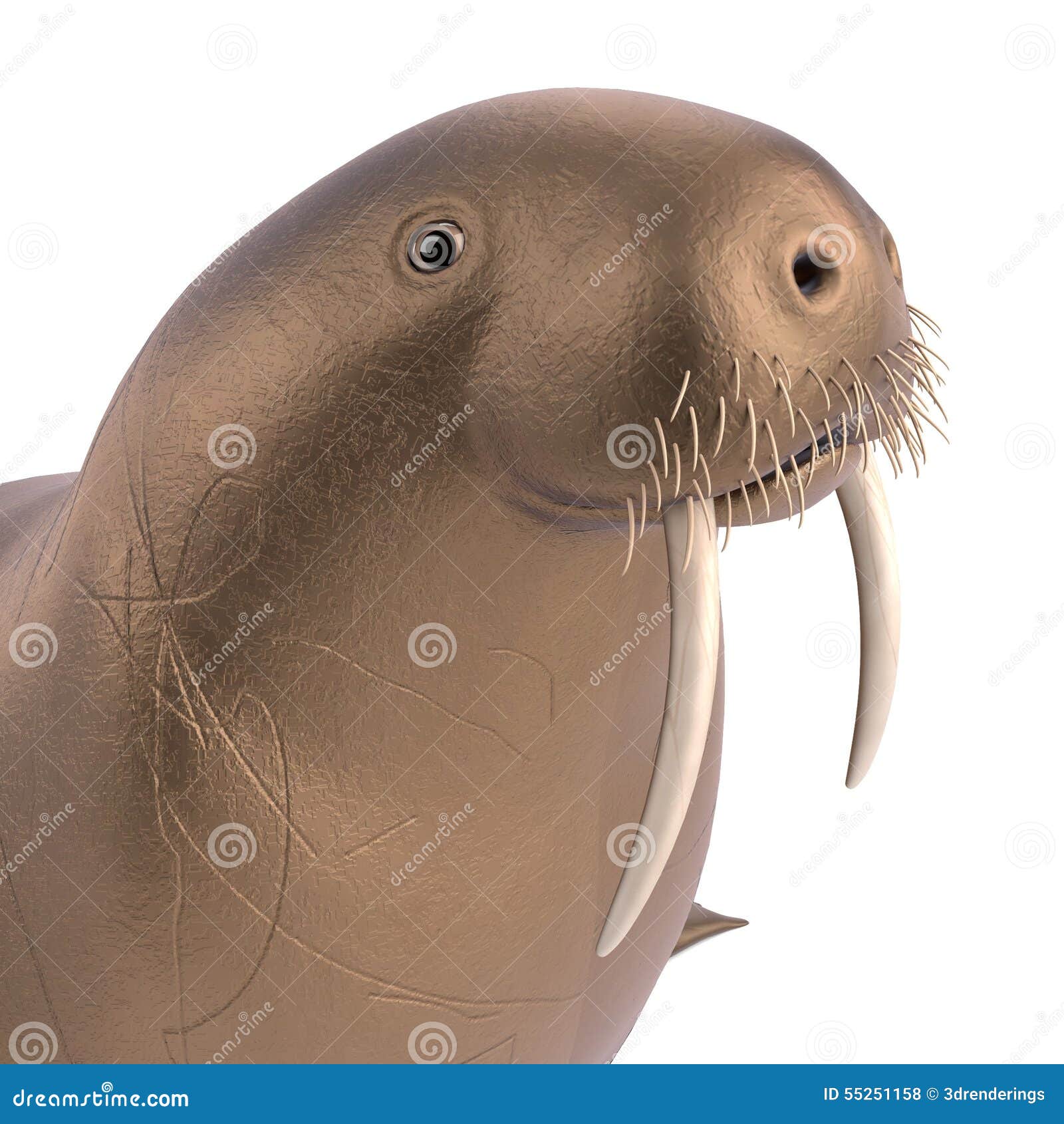 Animal de morse illustration stock. Illustration du mignon - 55251158