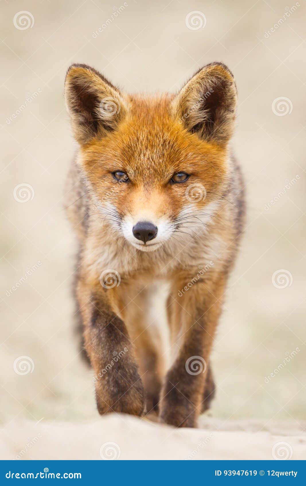 Animal de renard rouge image stock. Image du jeune, mammifère - 93947619