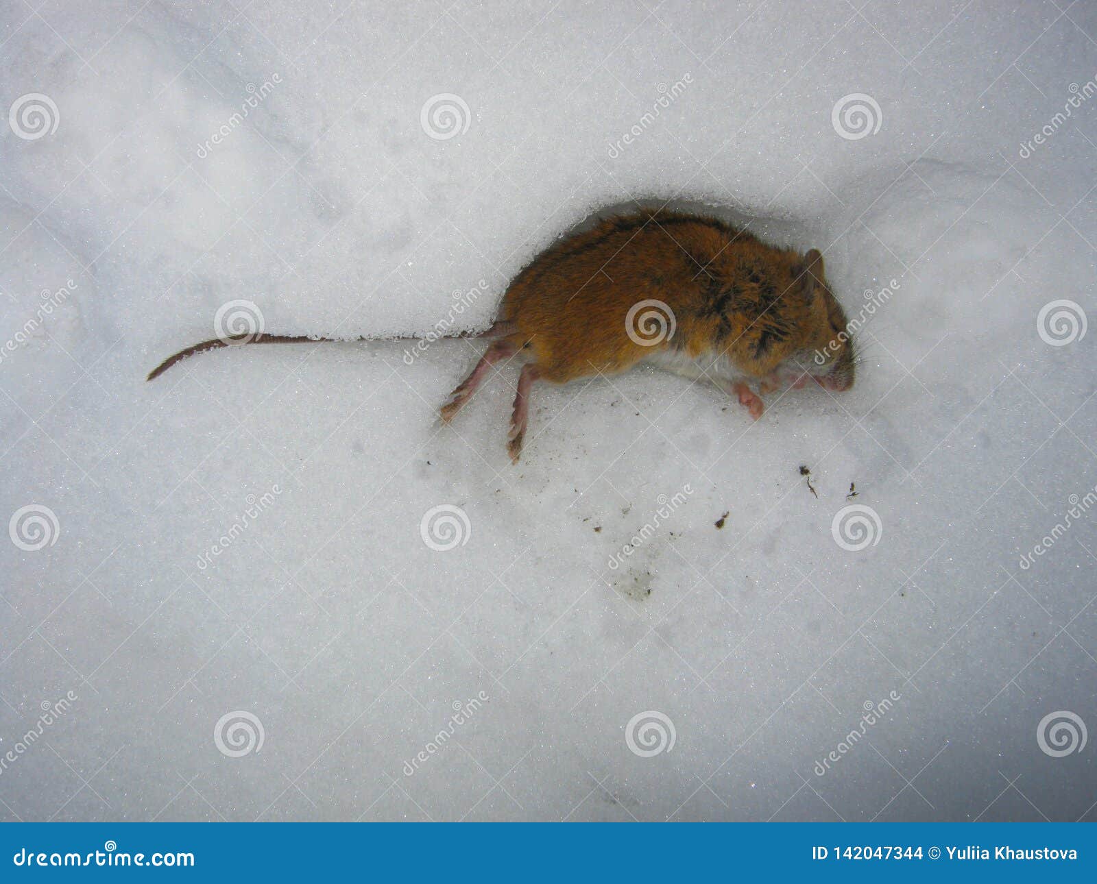 Animal,dead Field Mouse in the Snow in Winter Stock Photo - Image of ...