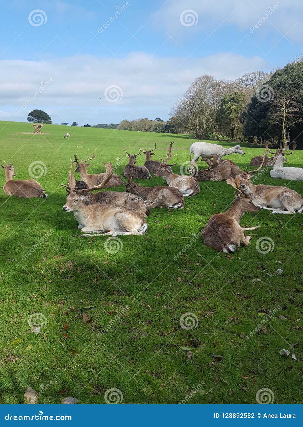 Animal,dear,green stock photo. Image of white, peacefully - 128892582