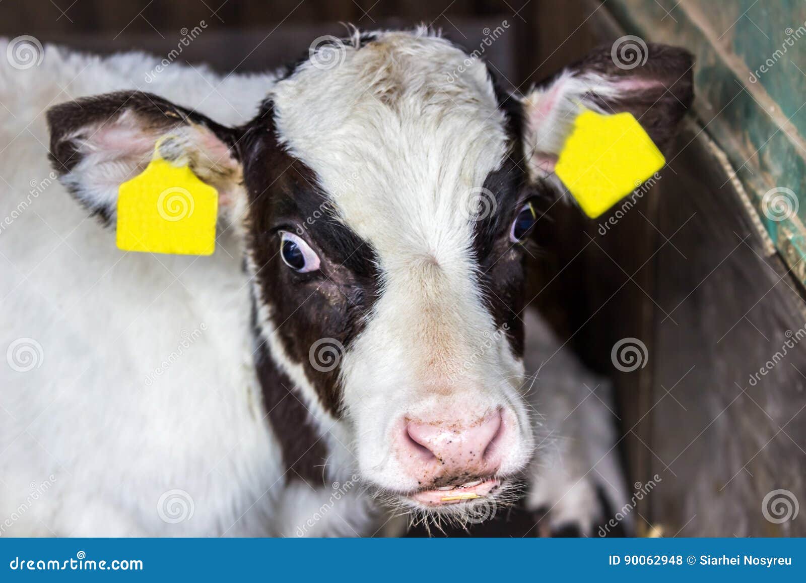 Animal del becerro foto de archivo. Imagen de pista, lindo - 90062948