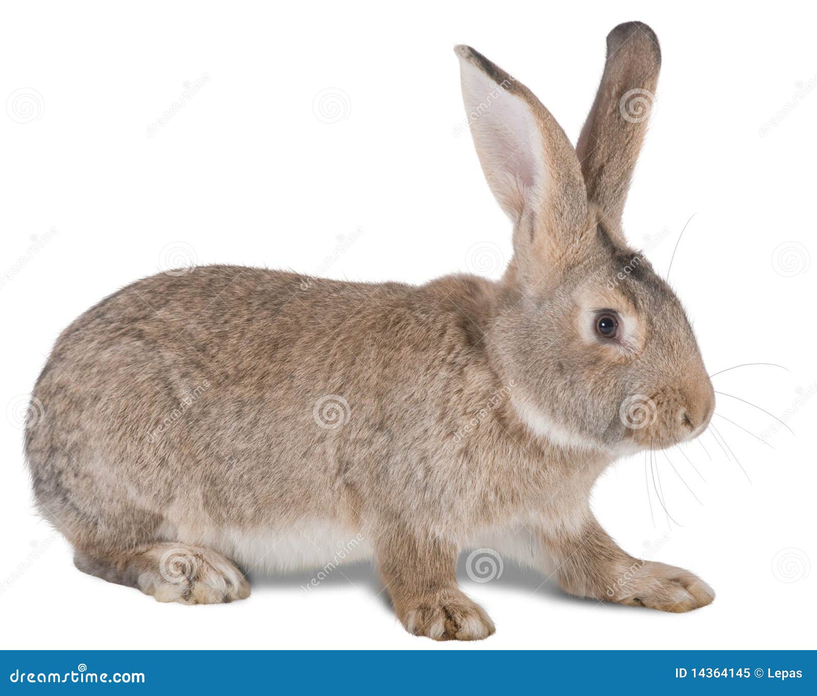 Animal Del Campo Del Conejo Imagen de archivo - Imagen de gris, conejo ...