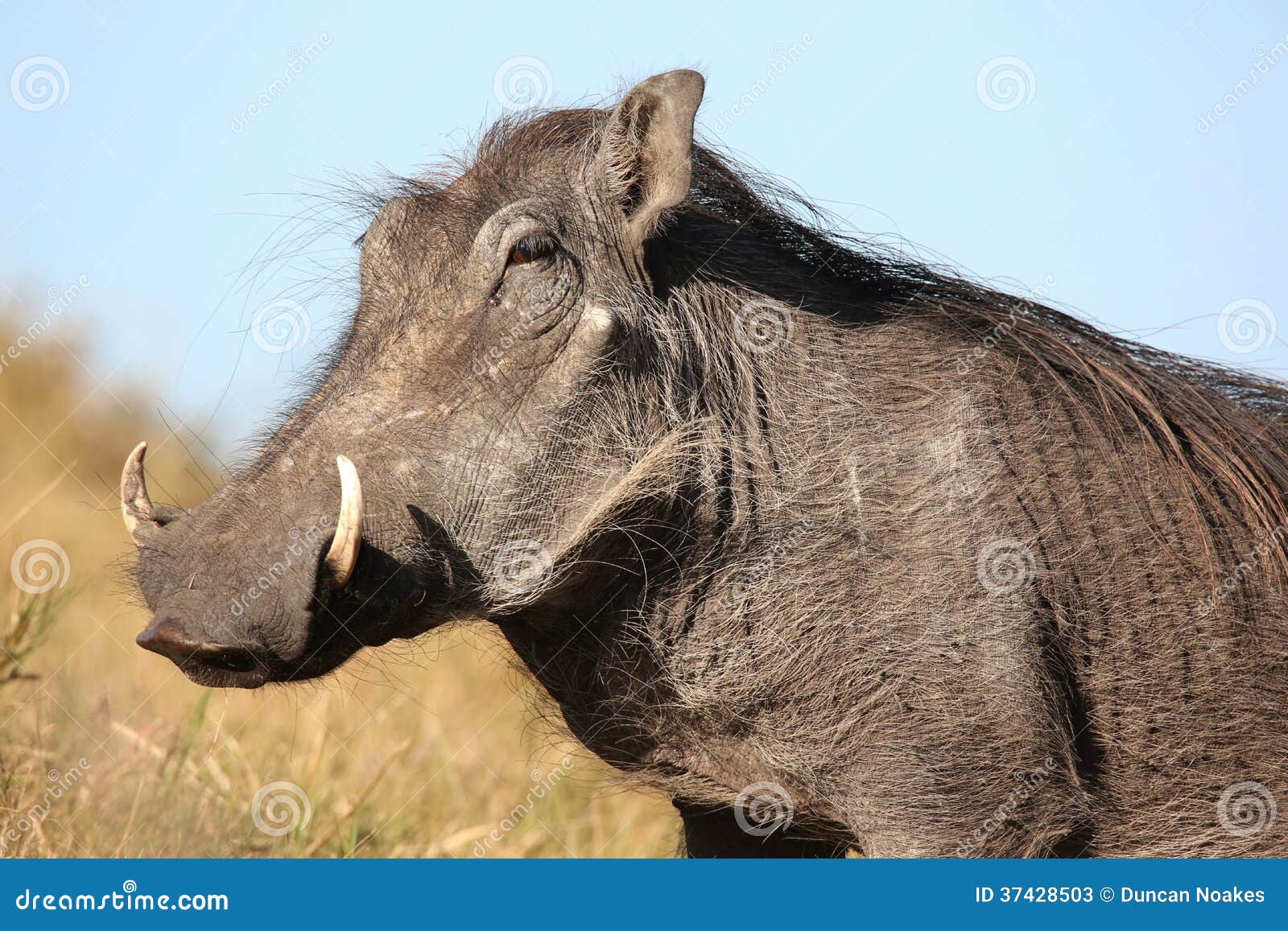 Animal del facoquero imagen de archivo. Imagen de pelo - 37428503