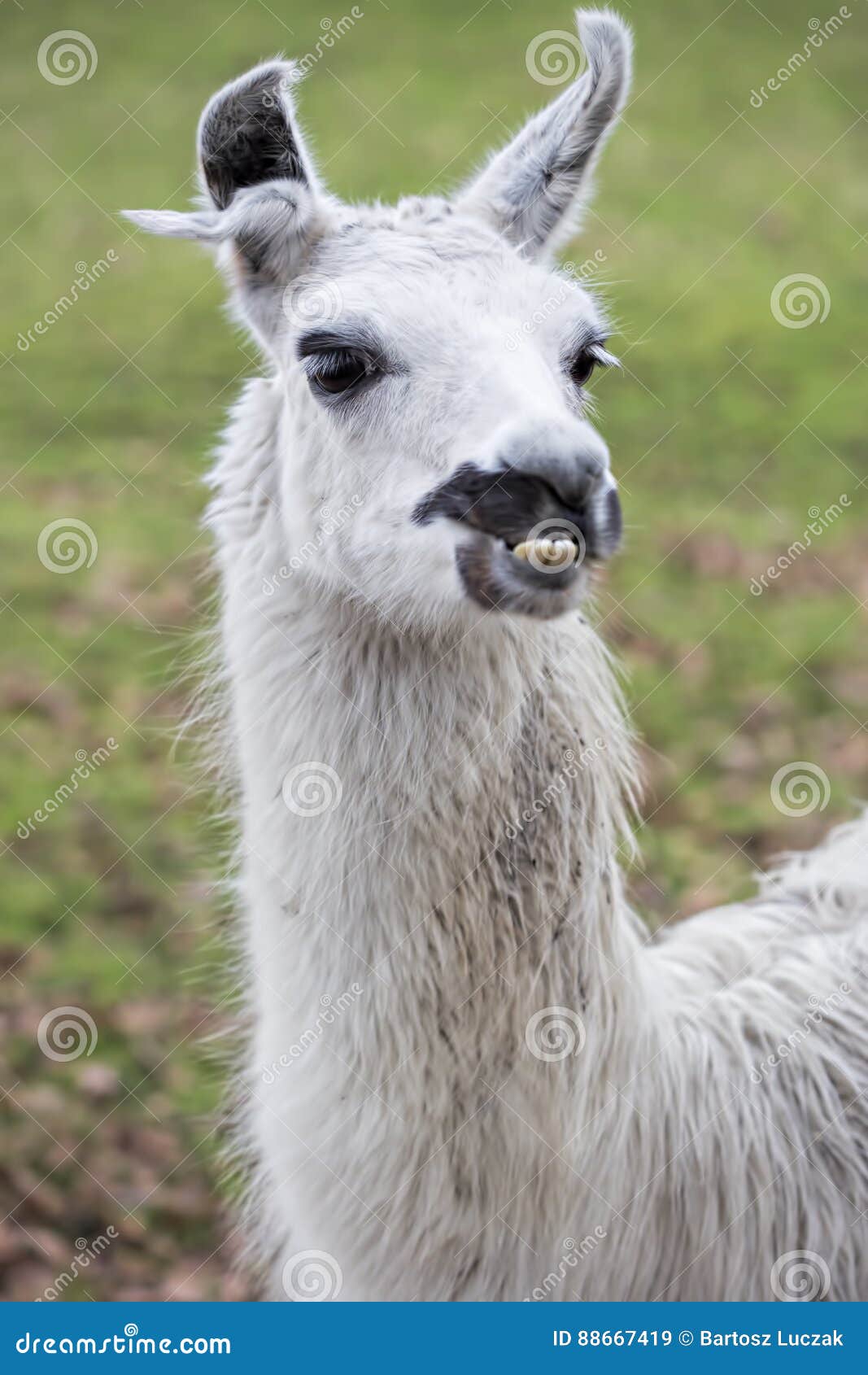 Animal del lama imagen de archivo. Imagen de ojos, bolivia - 88667419