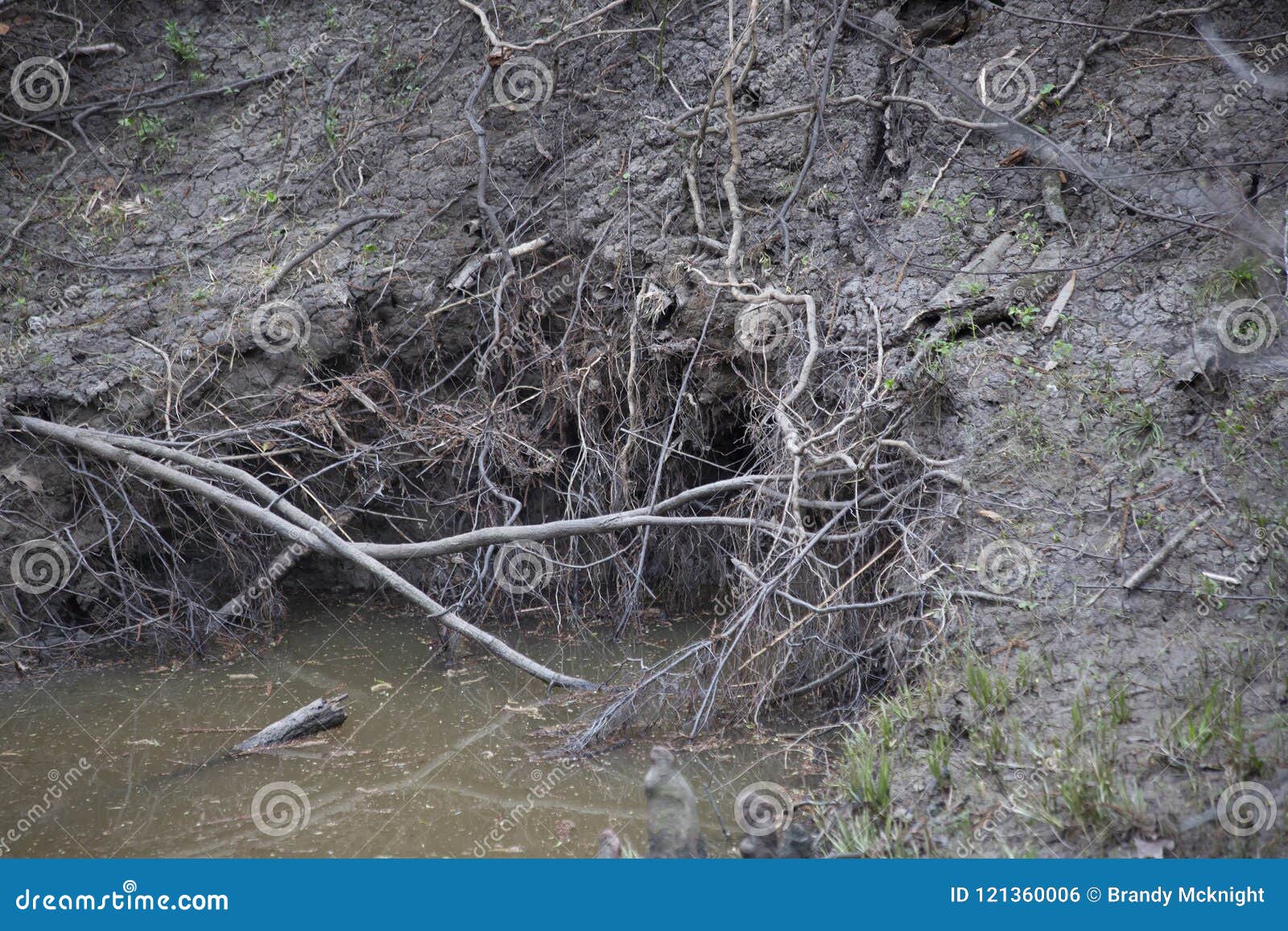 Animal Den at bank of lake stock photo. Image of country - 121360006