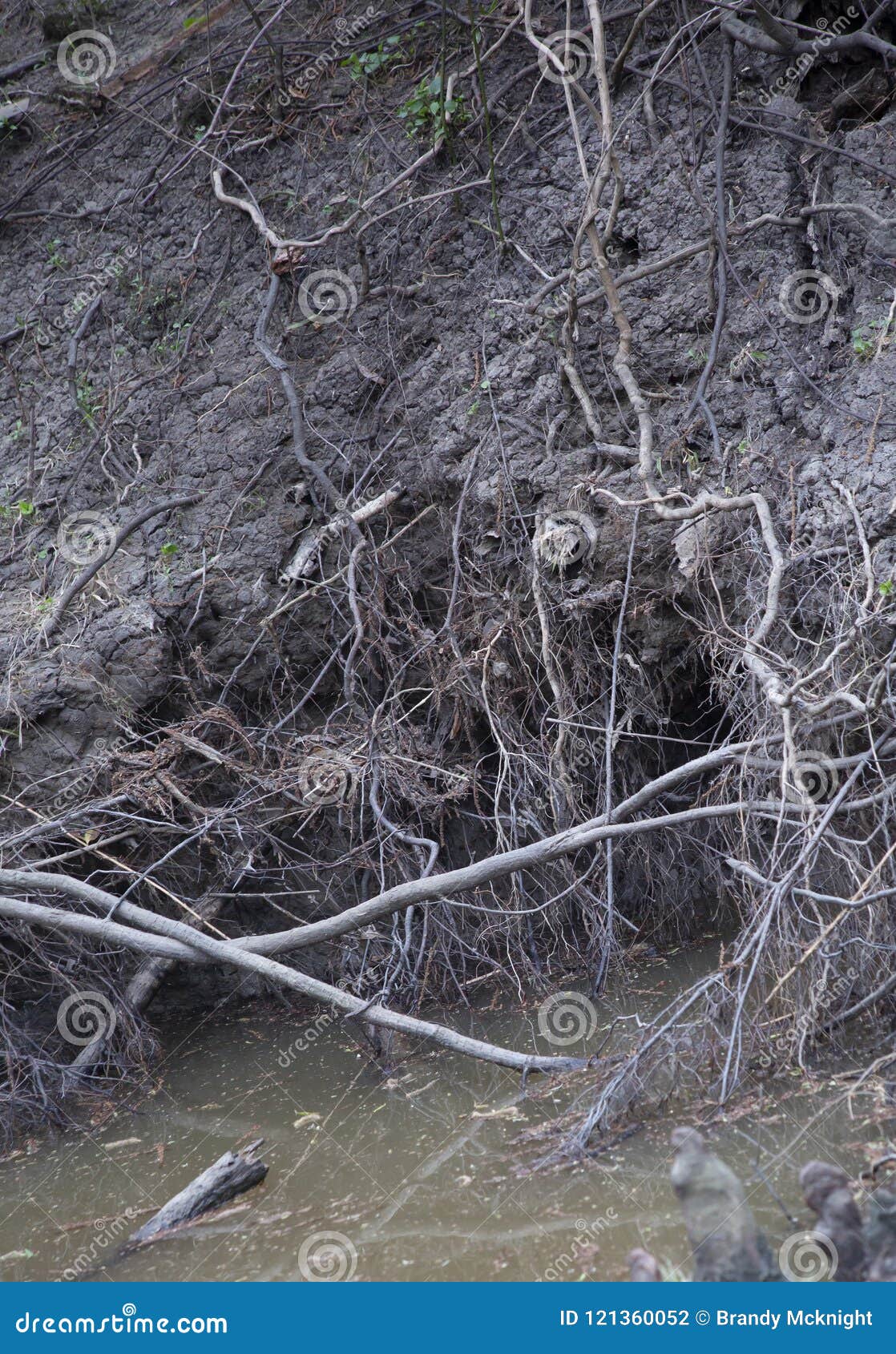 Animal Den Stock Images - Download 3,832 Royalty Free Photos