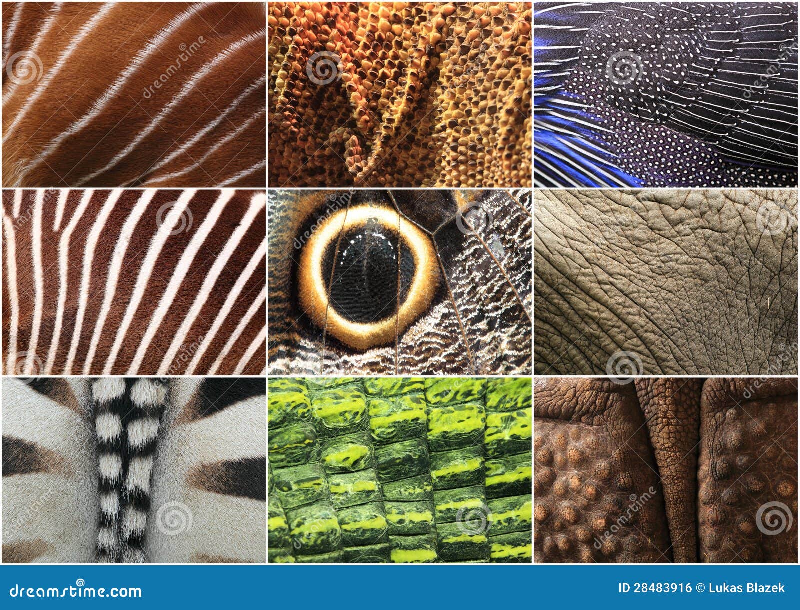 Animal details stock photo. Image of rhino, detail, dragon - 28483916