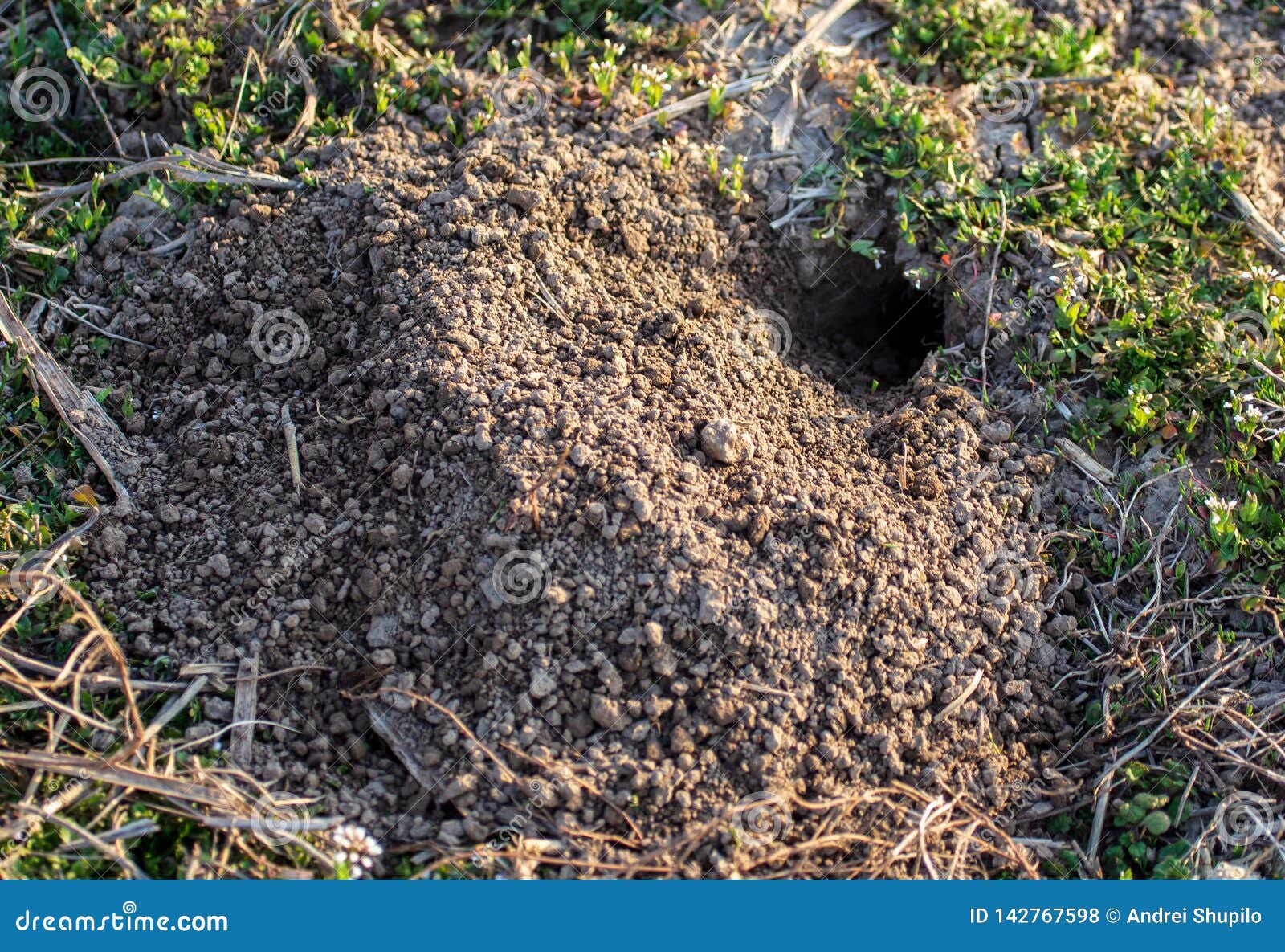 Animal Digs the Ground in Nature Stock Photo - Image of pest, small ...