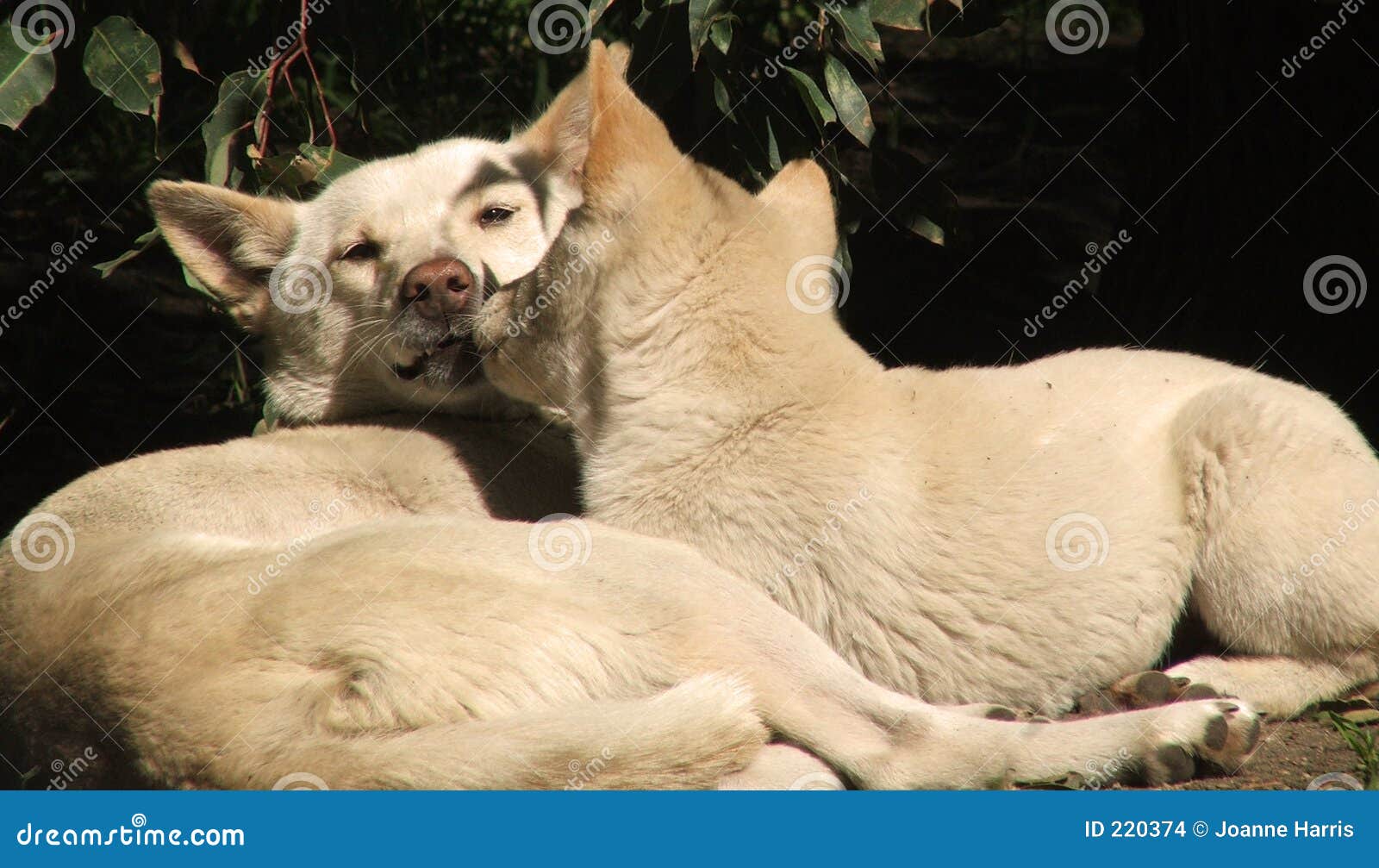 Animal - dingo stock photo. Image of canis, dingo, dingoe - 220374