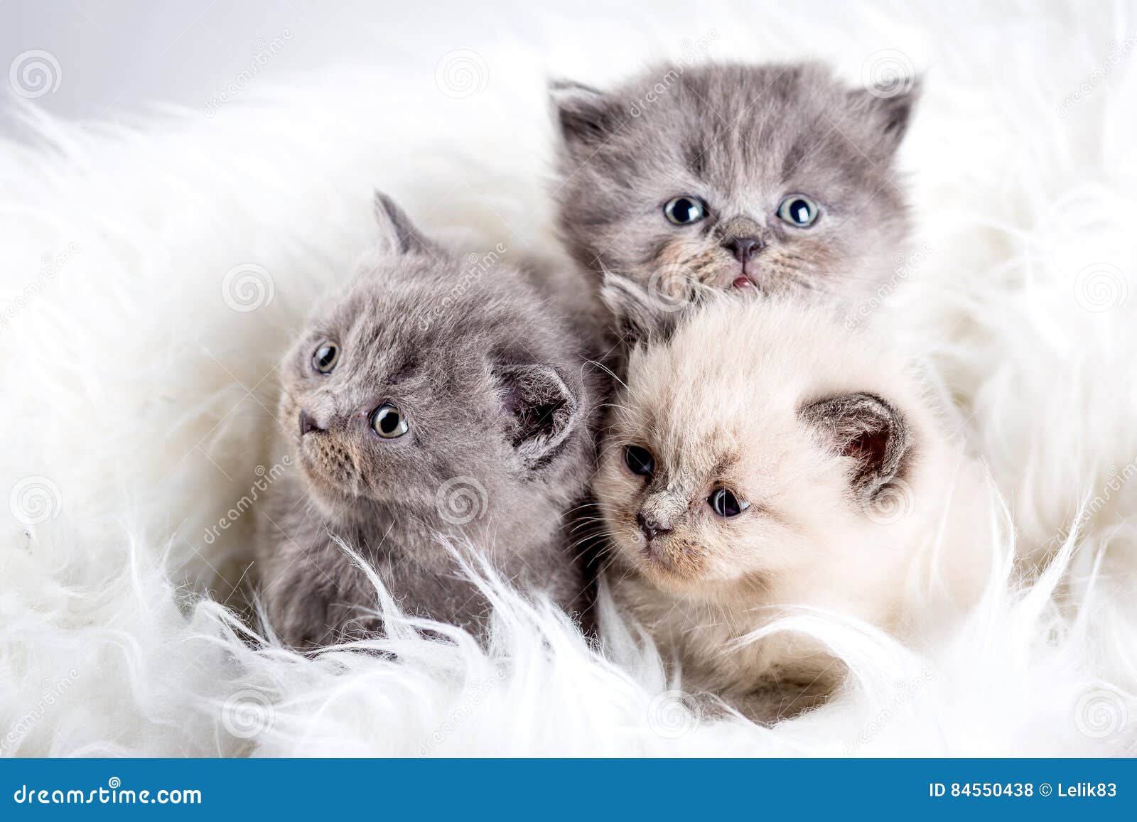 Animal Do Gato Dos Babys Do Gatinho Foto de Stock - Imagem de feliz ...