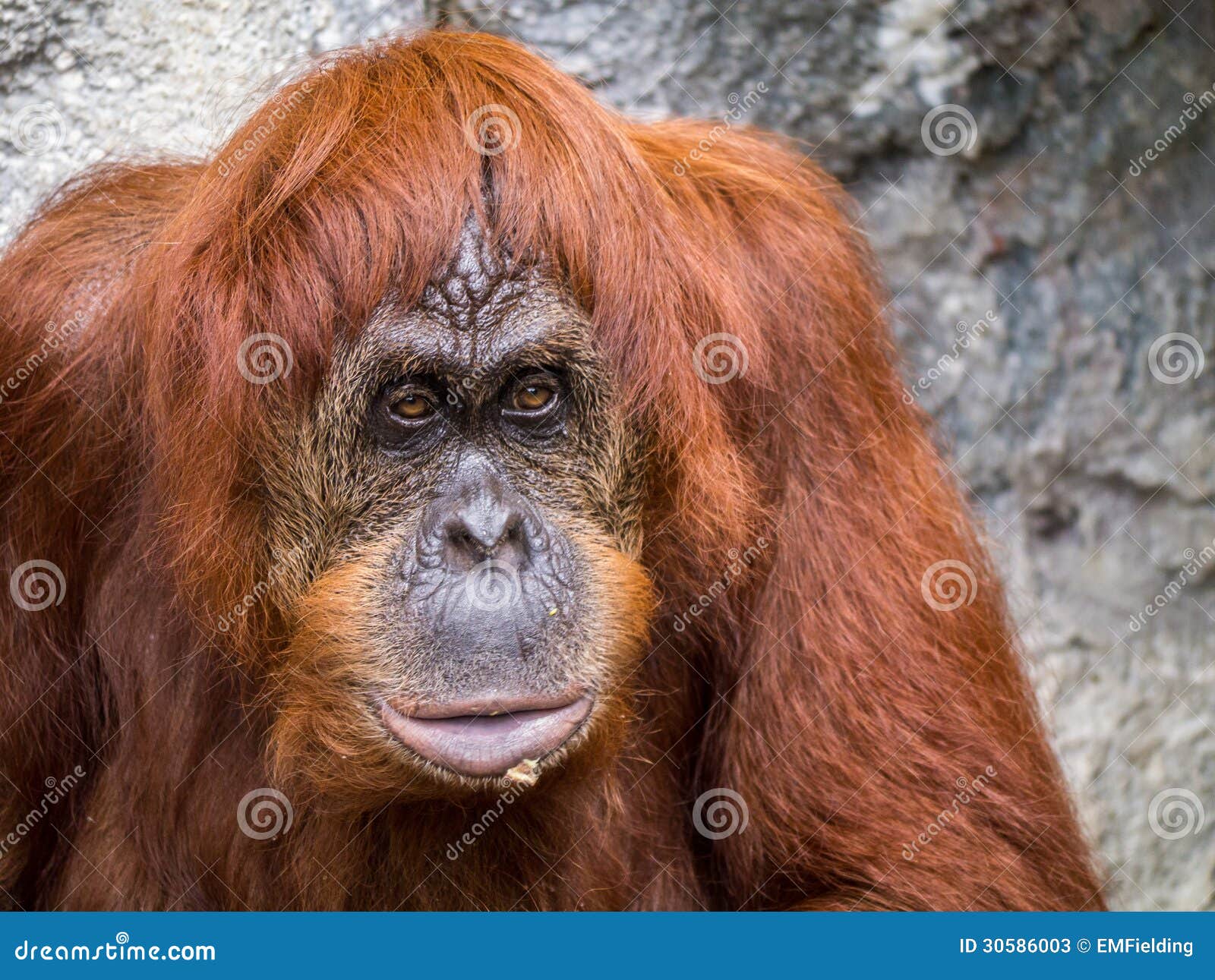 Animal Do Macaco Do Macaco De Orangutang Imagem de Stock - Imagem de ...