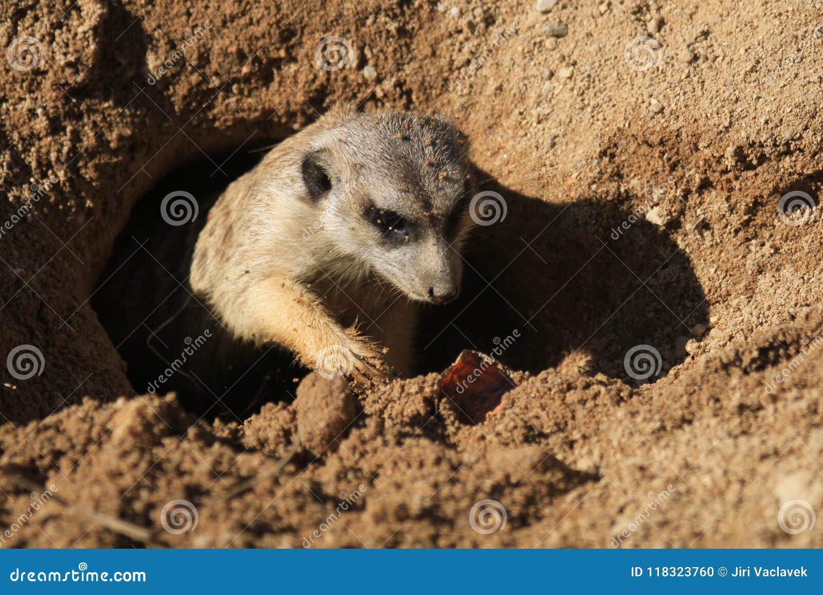 Animal Do Suricata Na Areia Foto de Stock - Imagem de bonito, olhos ...