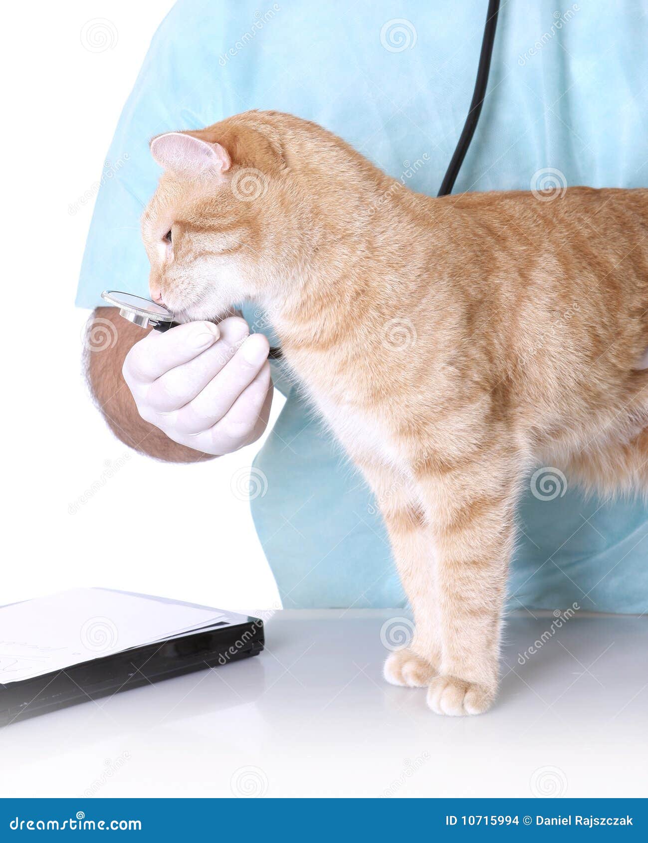 Animal doctor stock photo. Image of healthcare, health - 10715994